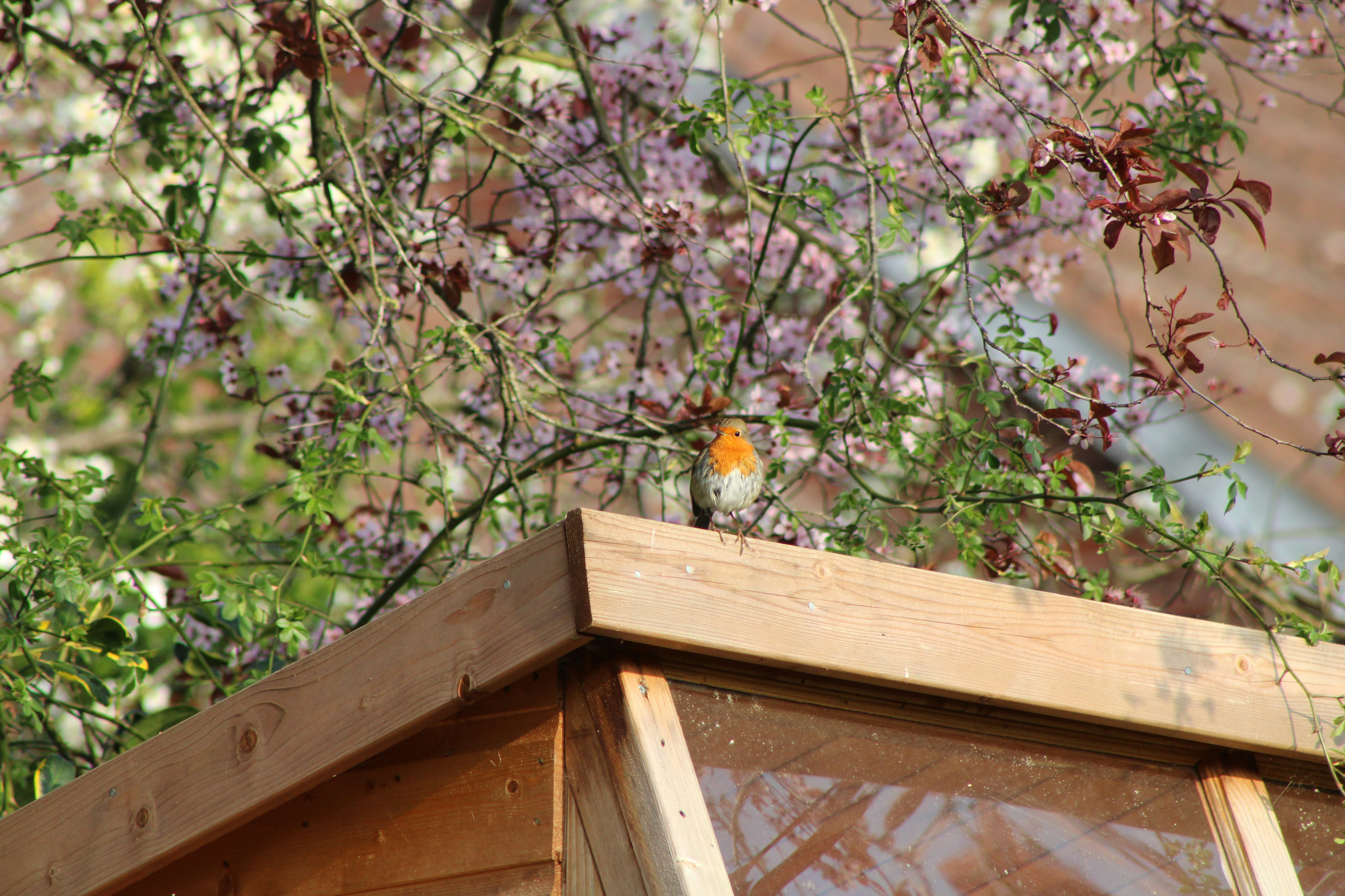 Robin at the Ridge: A Tiny Hunter Perches Above a Wooden Greenhouse