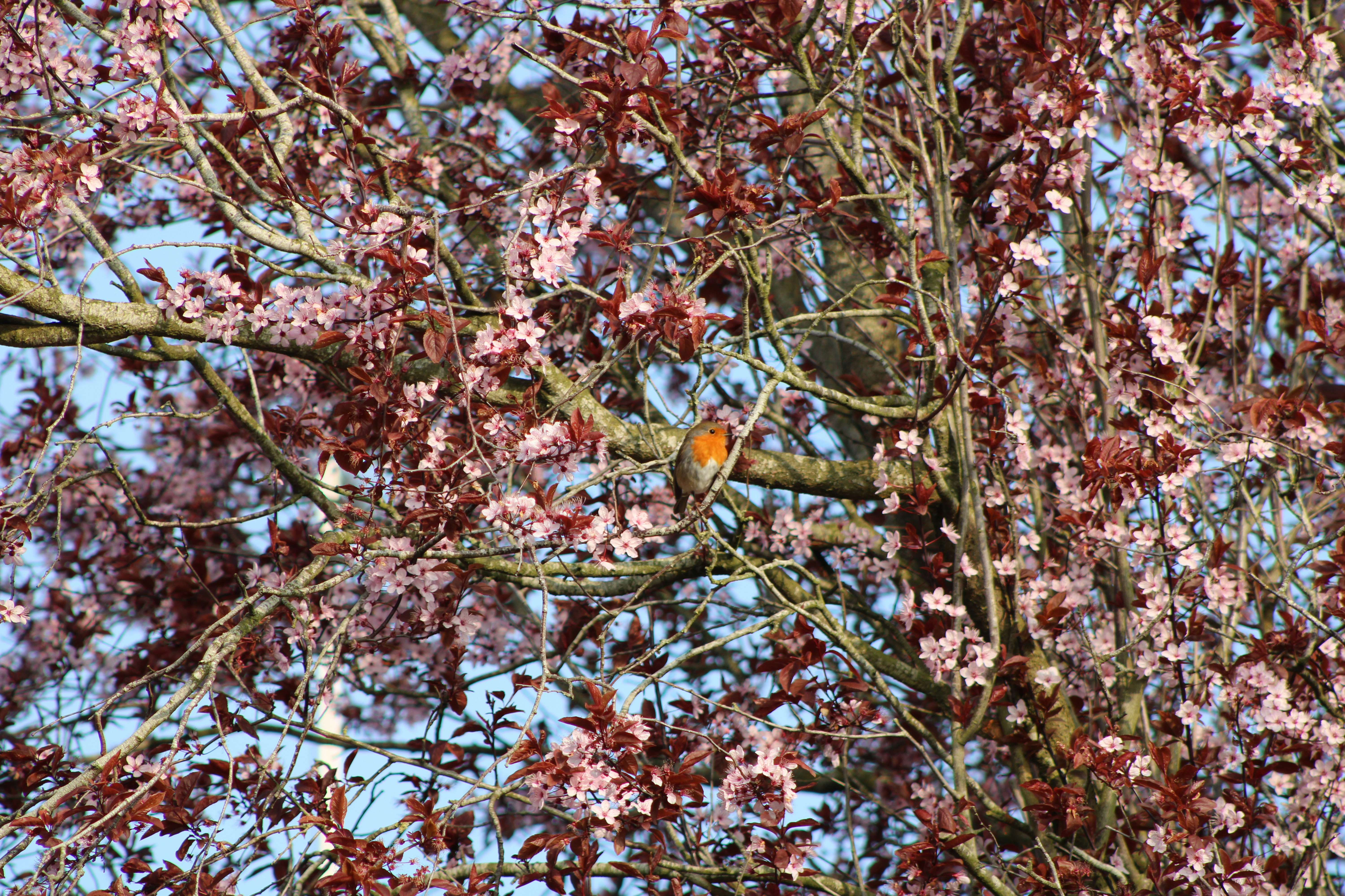Scarlet Burst in Bloom: A robin Amid Cherry Blossoms
