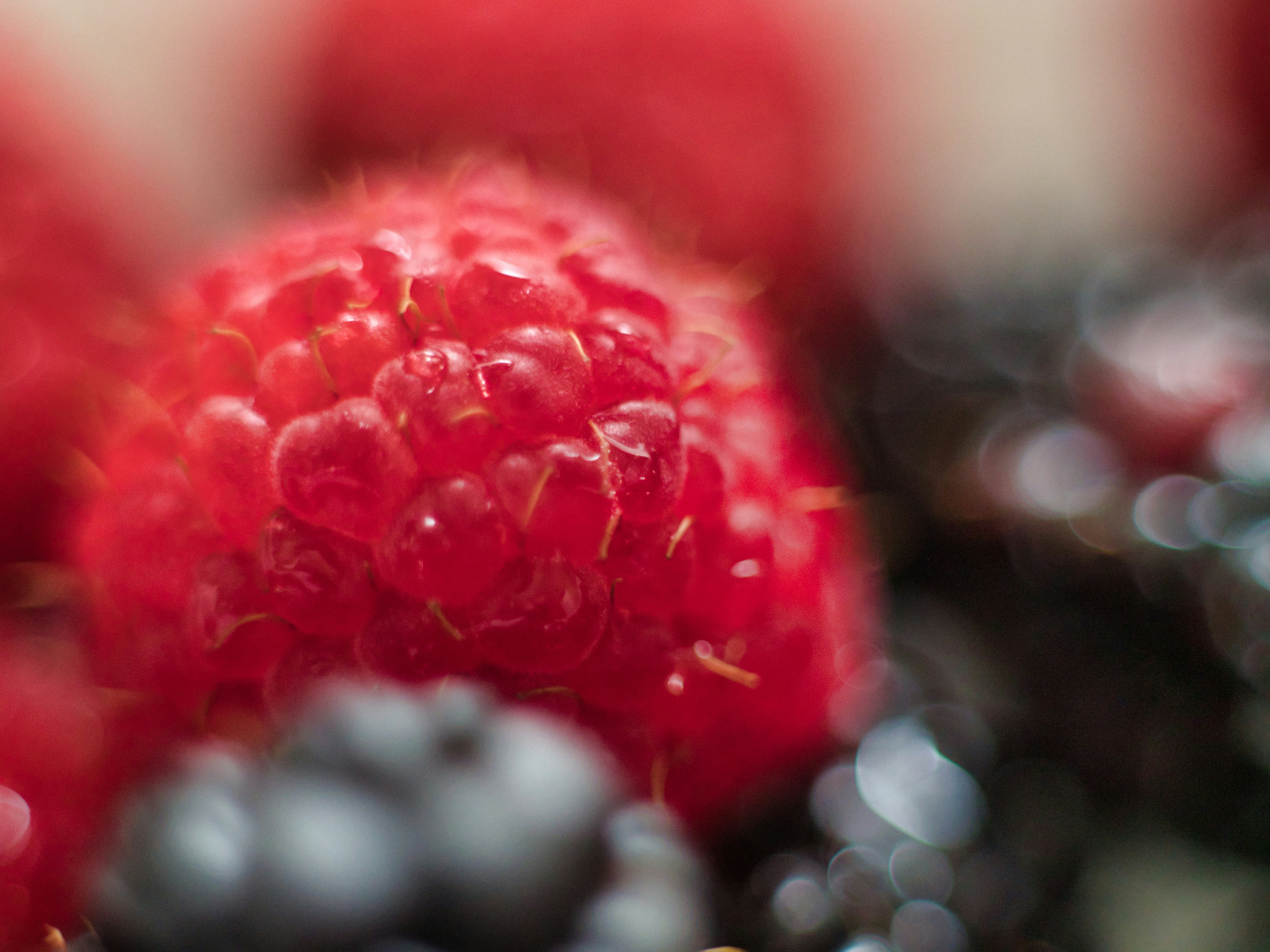 Vibrant red raspberry and blurred blueberries.