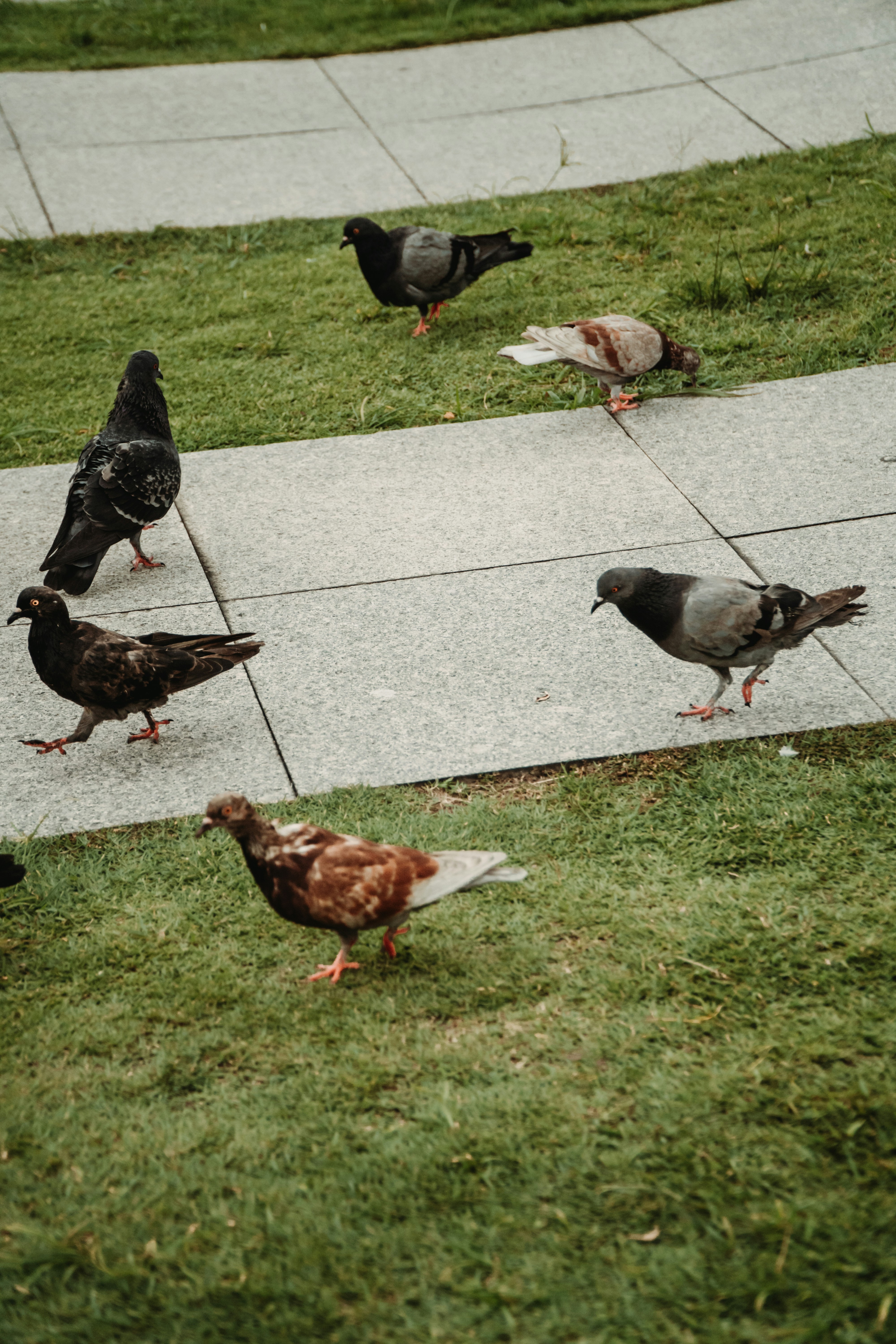 A Flock on the Gray Tiles: Pigeons Pause on the Park Path