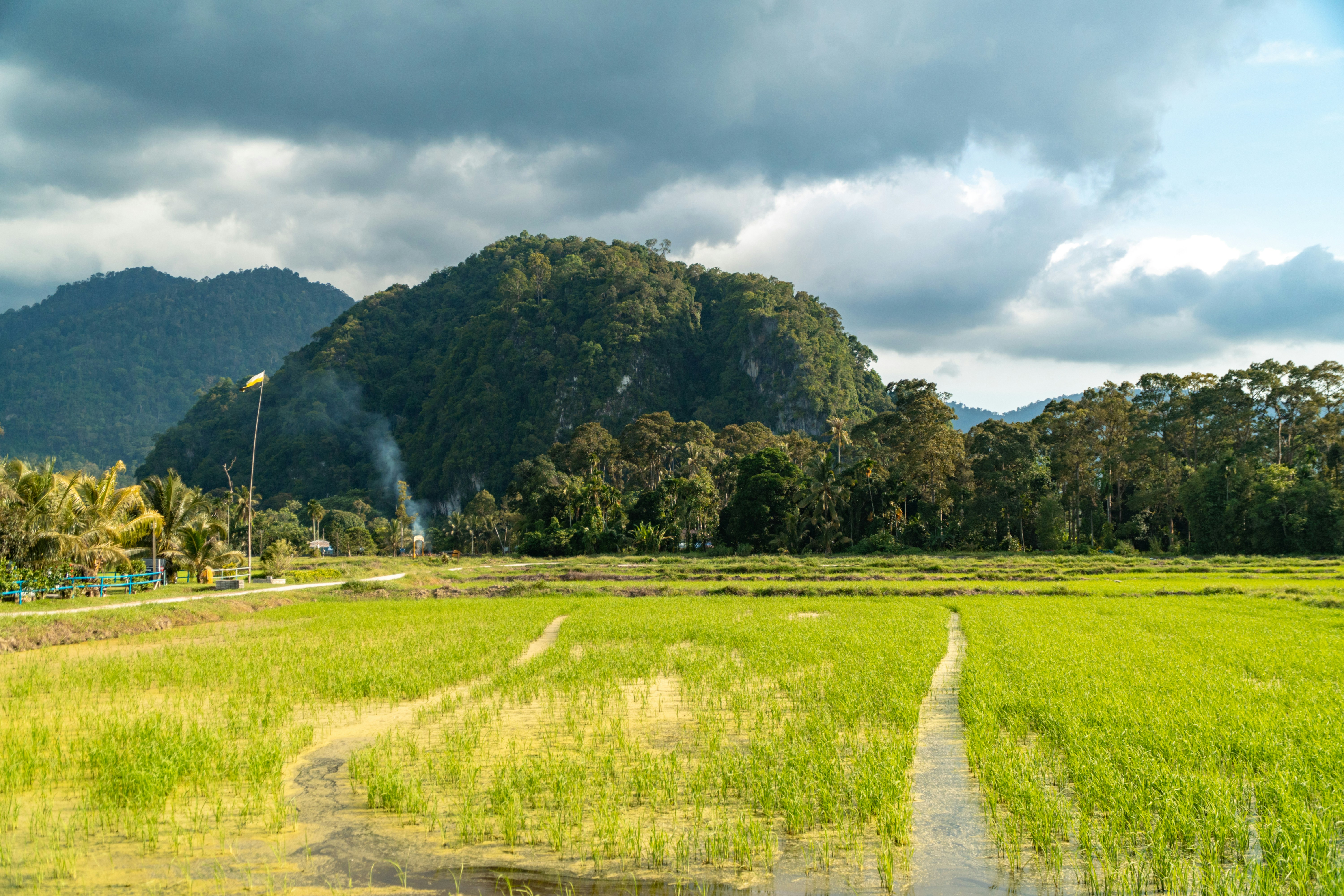 Verdant Rice Fields at the Foot of a Shaded Hill