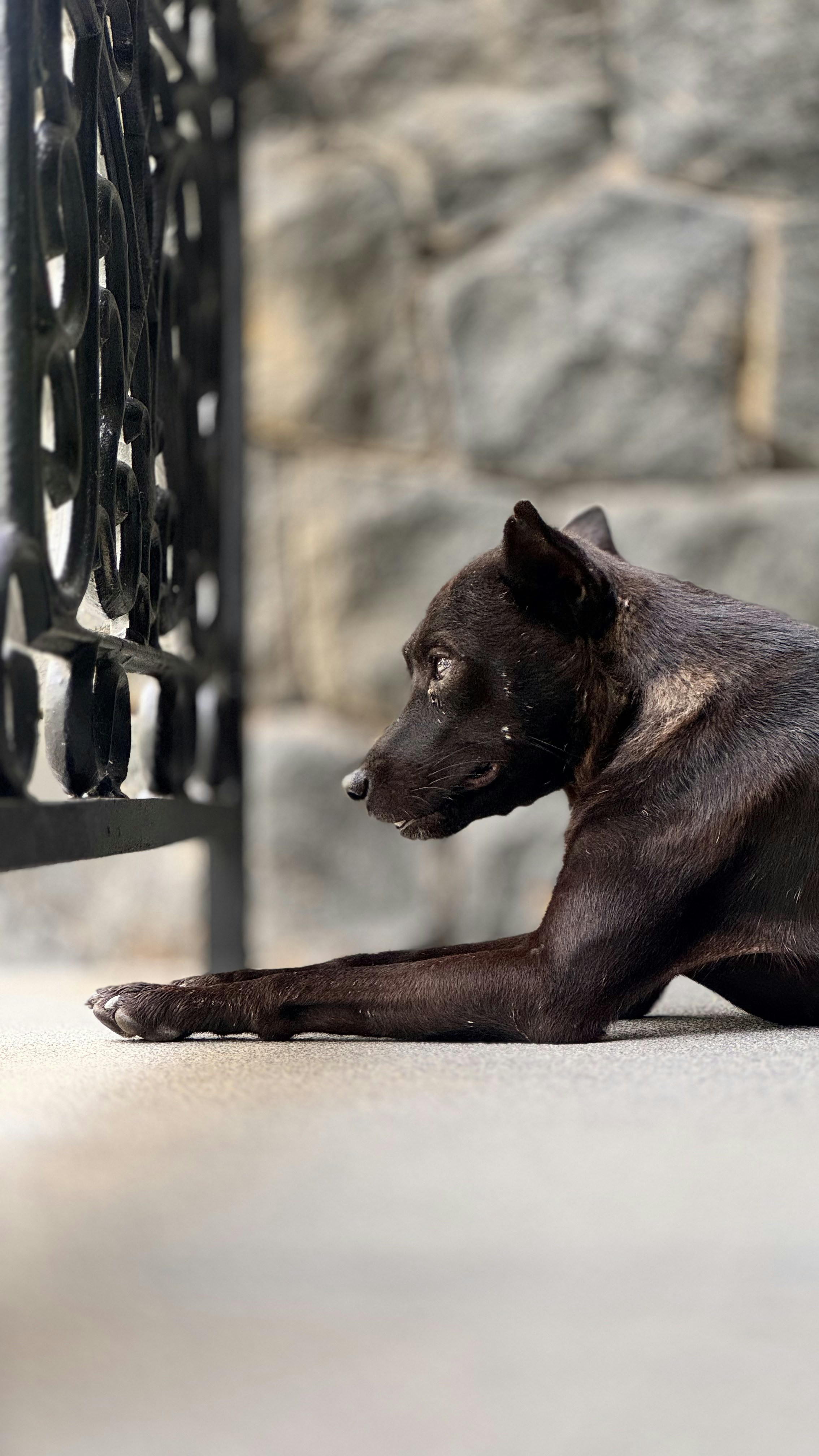 Black Pup at the Railing: Quiet Curiosity on a Stone Balcony