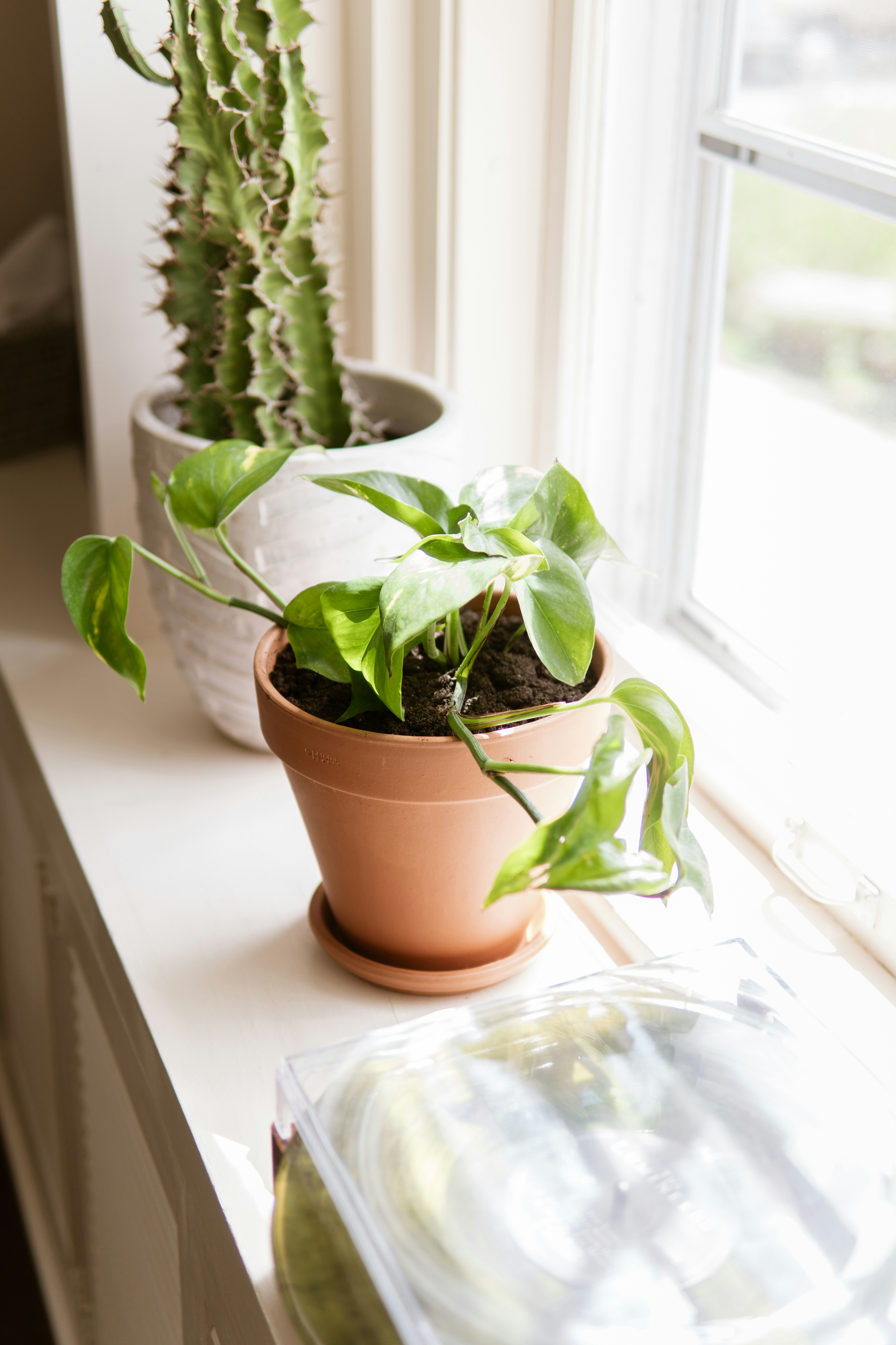 Sunlit Windowsill Greenery: A Trio of Pots in Soft Focus