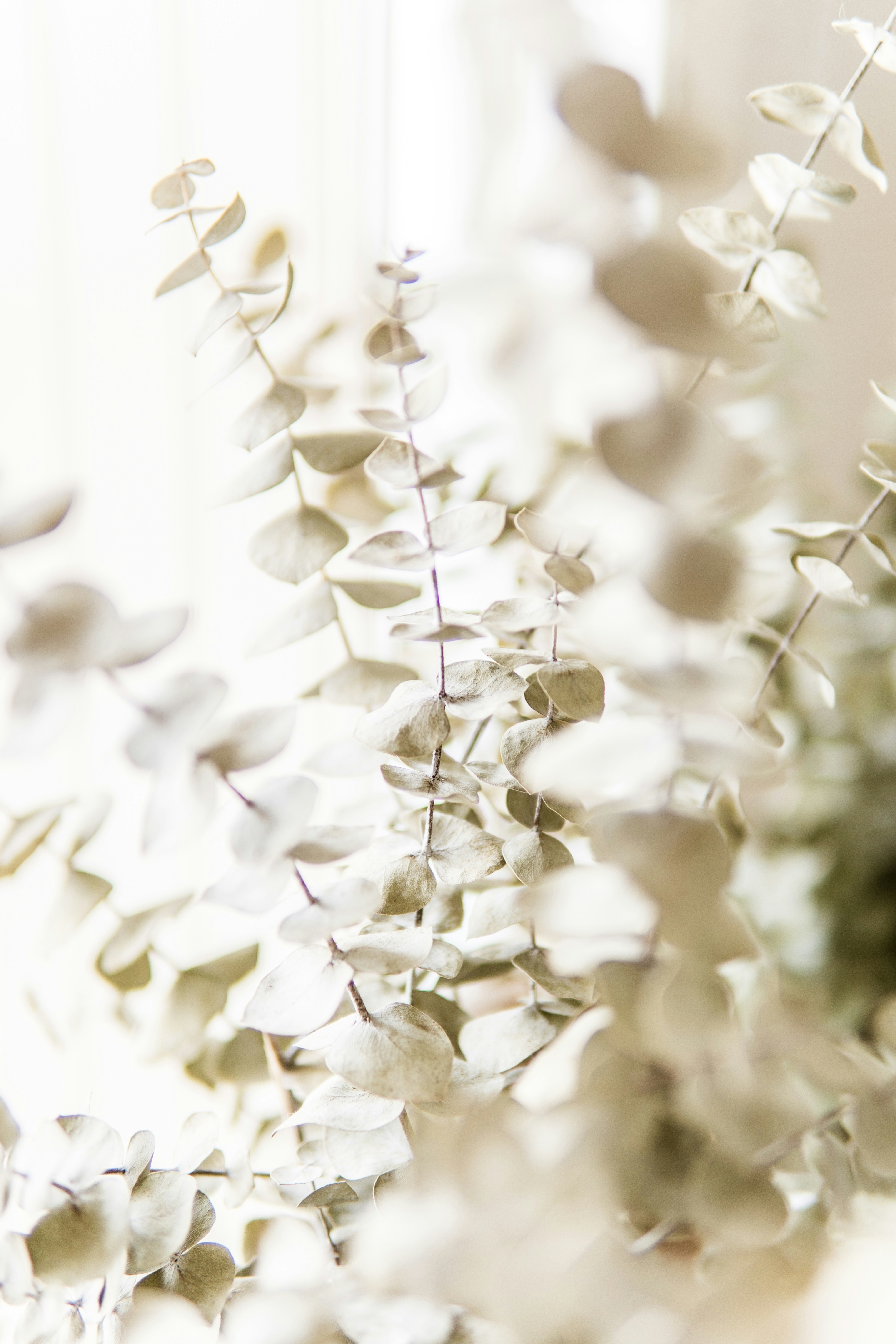 Soft Eucalyptus Blooms in Misty Light
