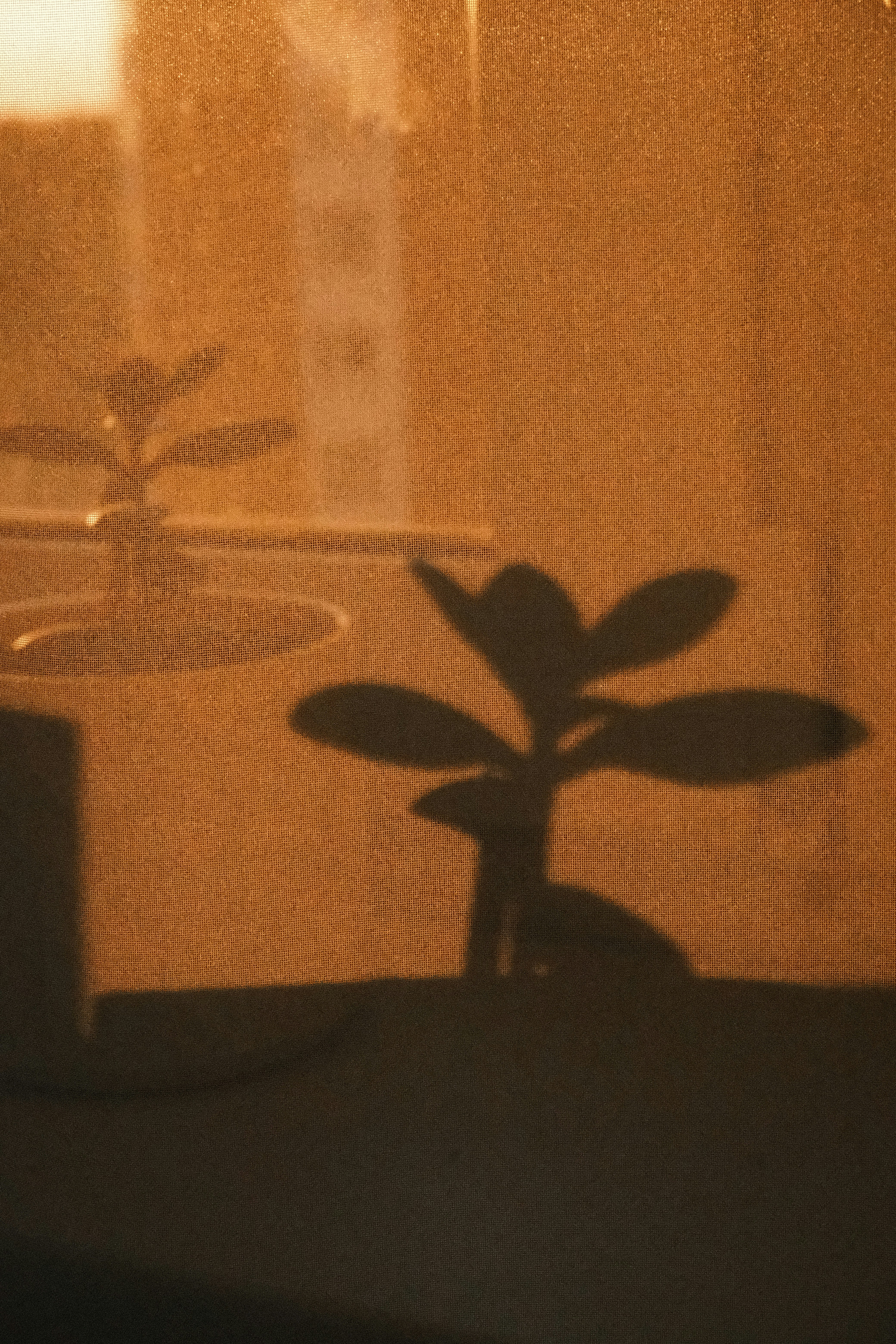 Shadowed Sprout at Dusk: Plant Silhouette Against a Window