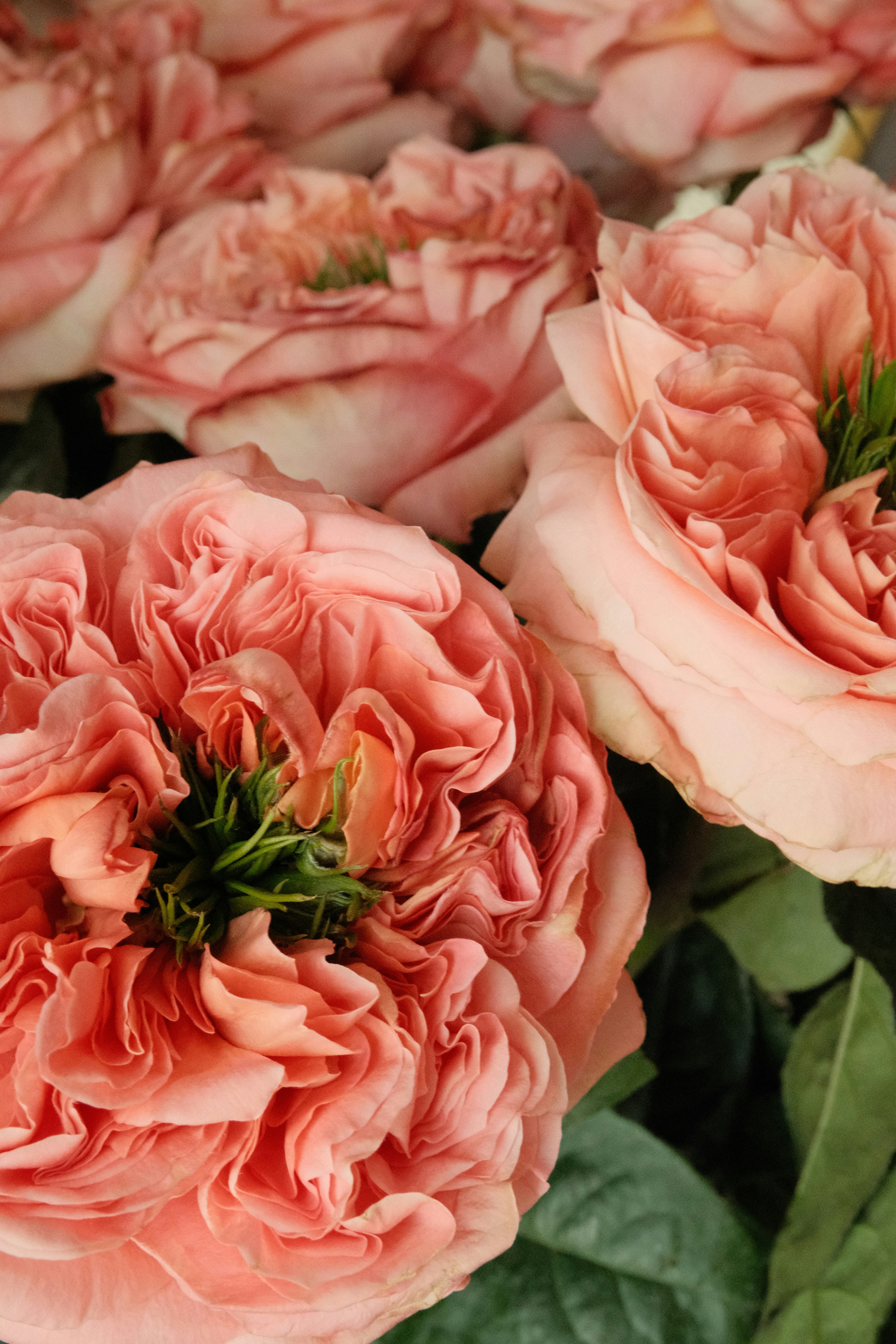 Petal Fortress: A Cluster of Coral Roses in Soft Focus