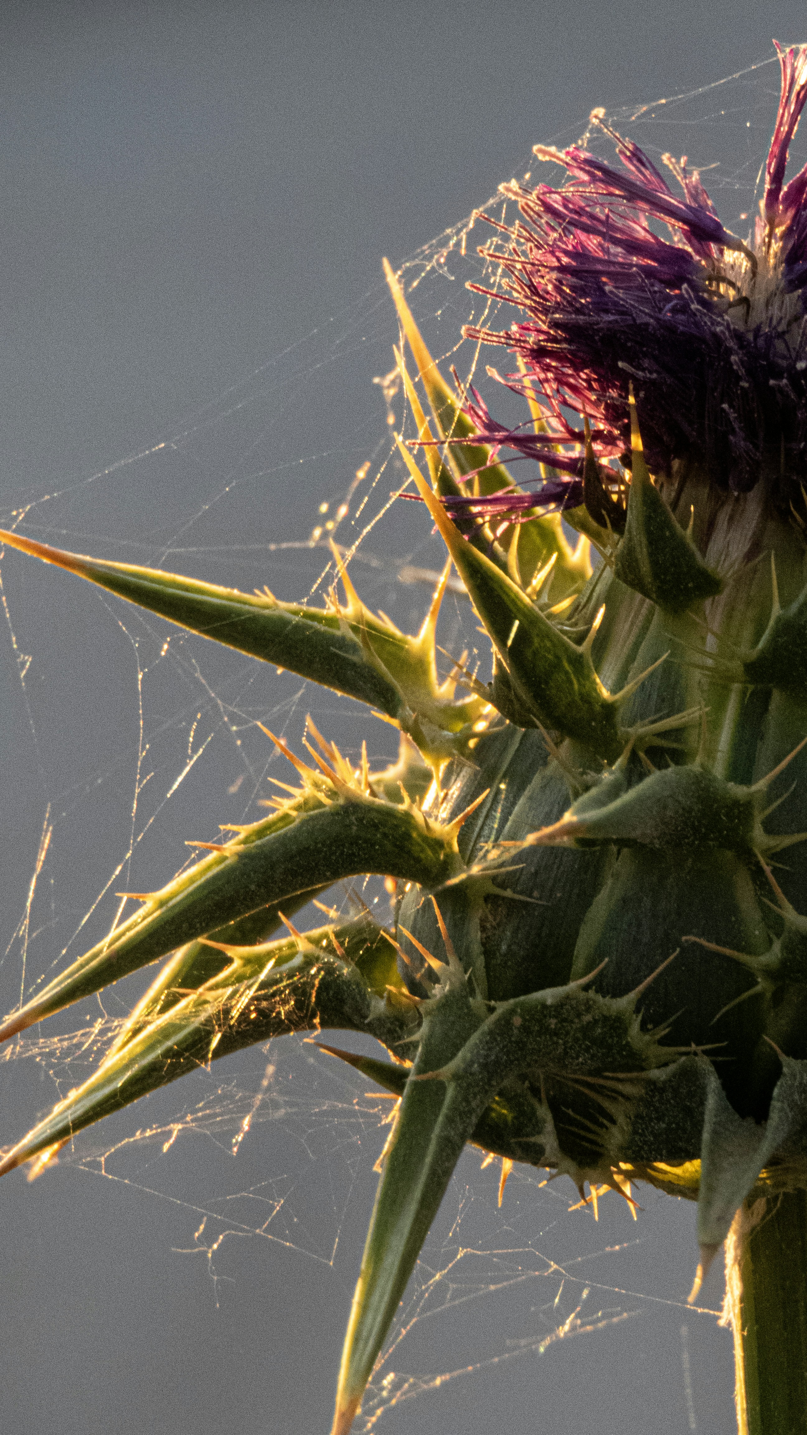 Spiky Bloom in Spider Silk: Backlit Thistle