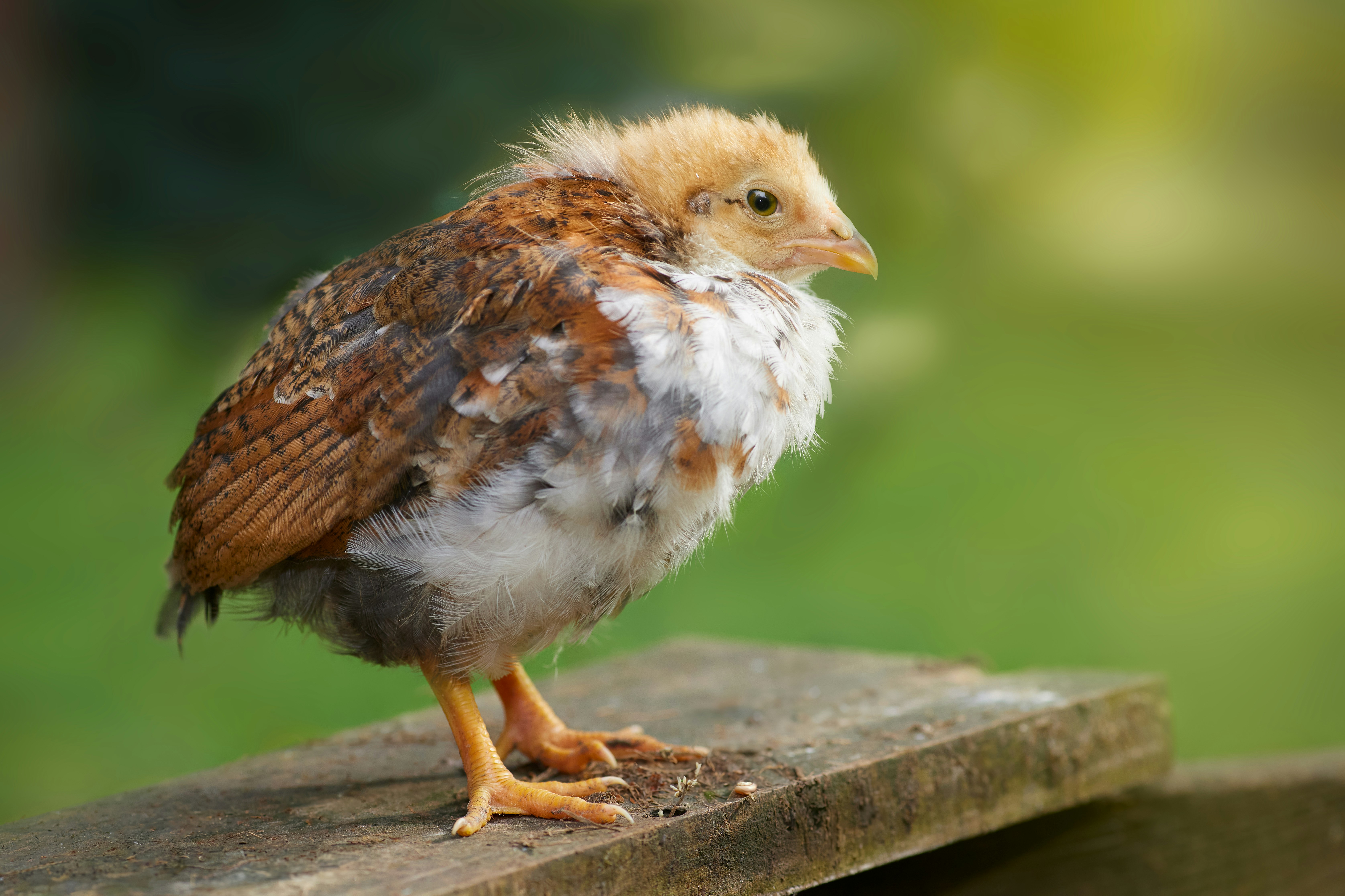 Chick on a Weathered Riser: First Light on Gull-Back Feathers