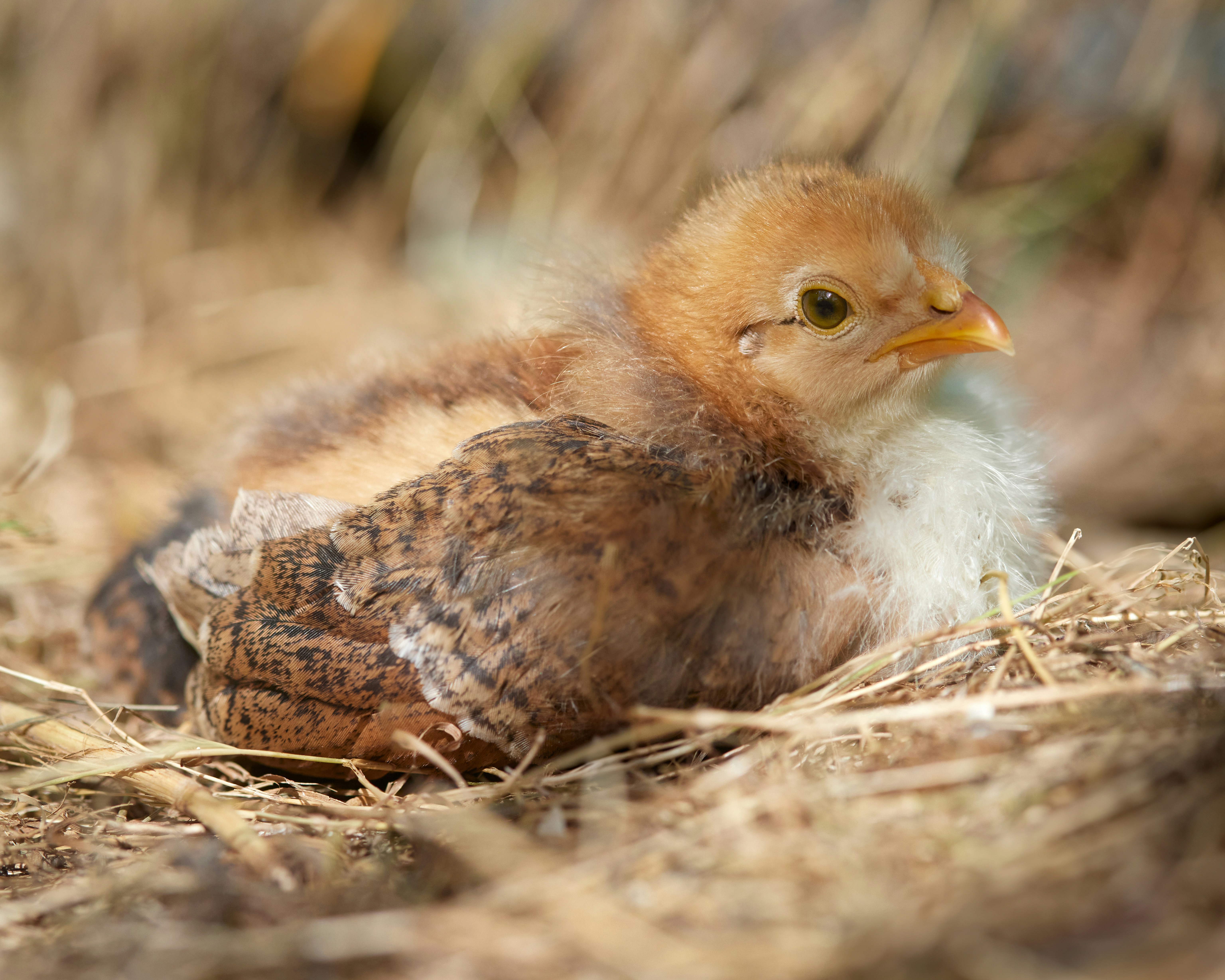 First Light in a Nest: A Curious Chick Emerges