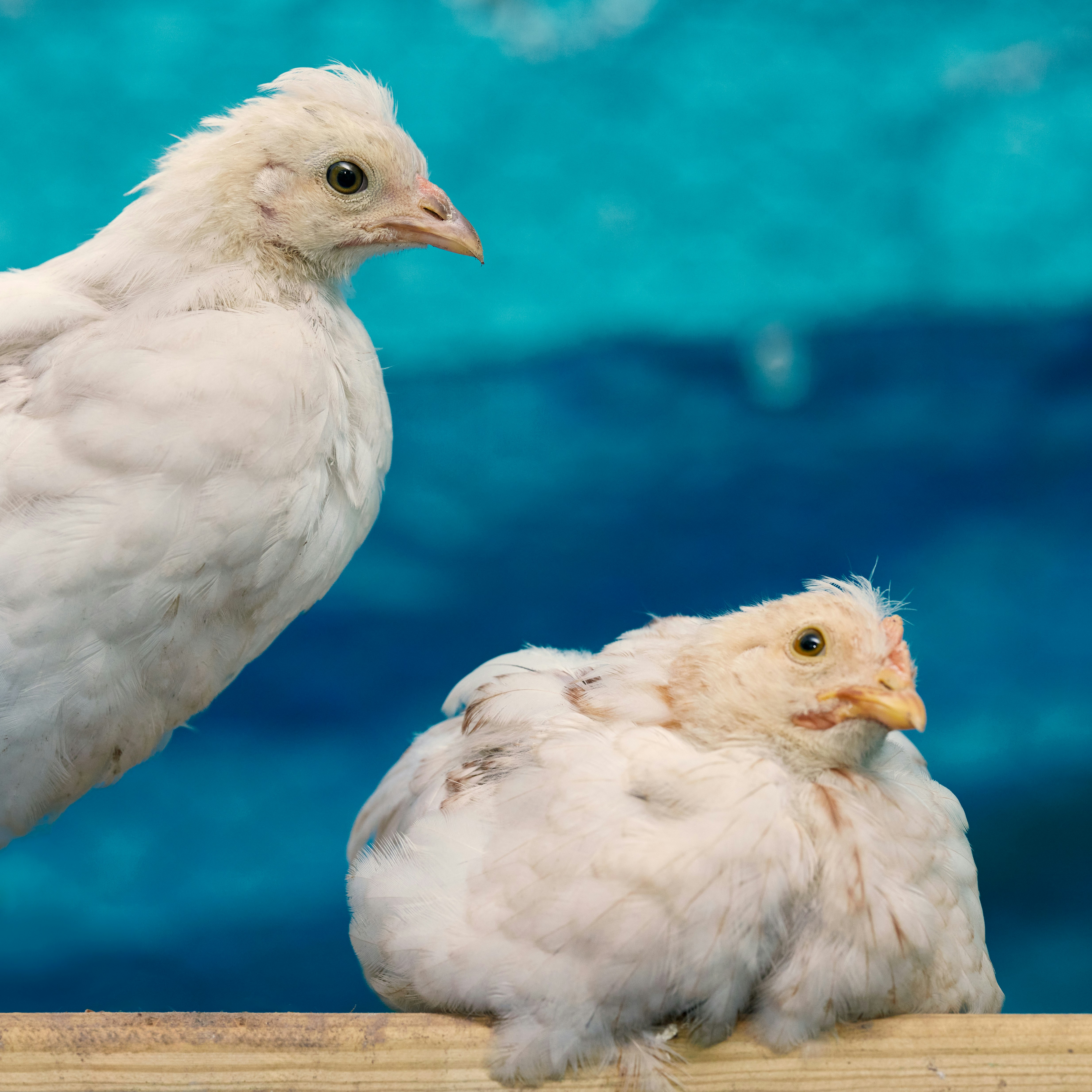Two fluffy white chickens perch on a wooden beam against a vibrant blue background. One stands tall, the other rests, showcasing their curious and gentle nature.
