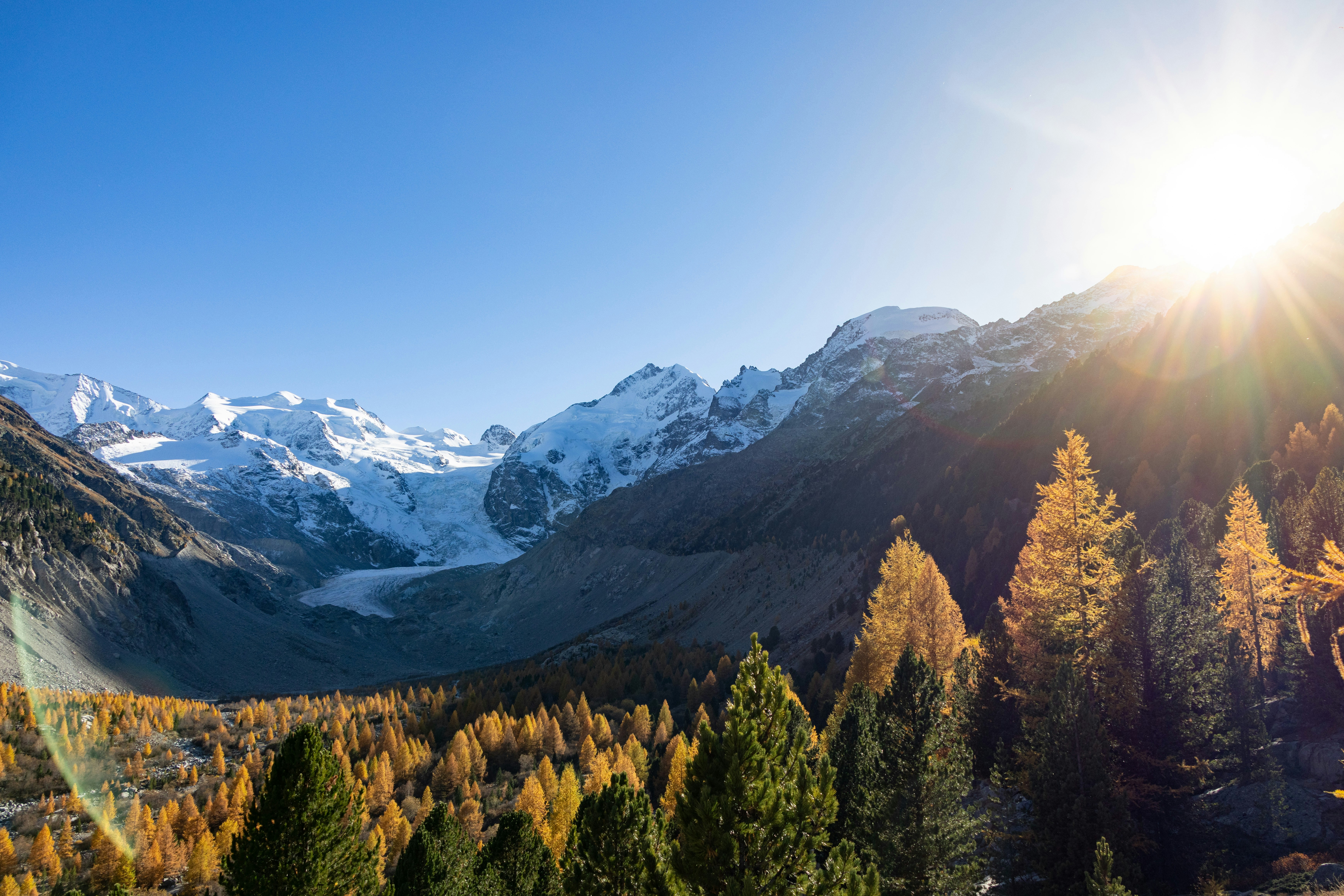 Sunlit Peaks Over Golden Pines