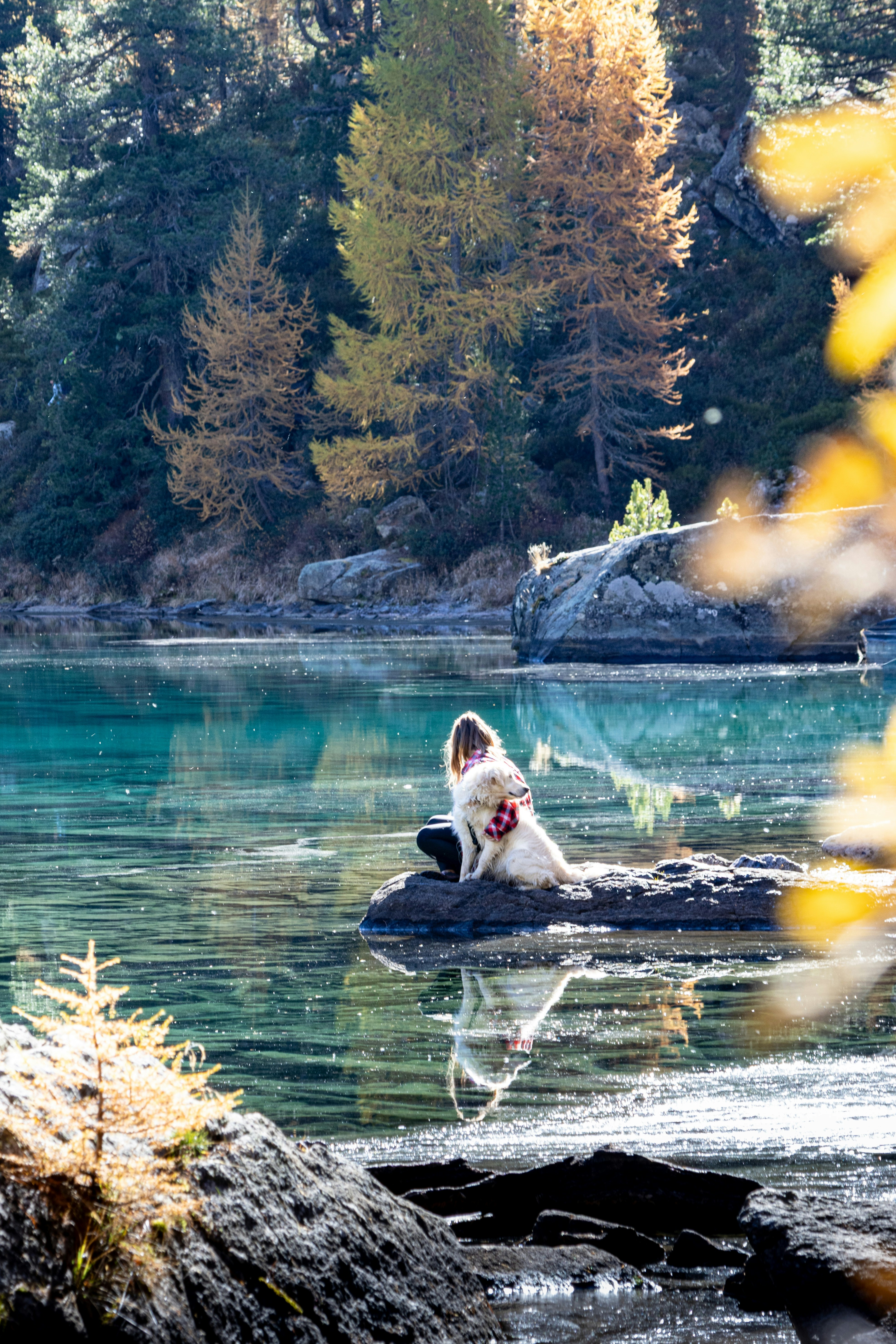 Dog on a Rock: Quiet Moment by the Glacier‑Blue Pool