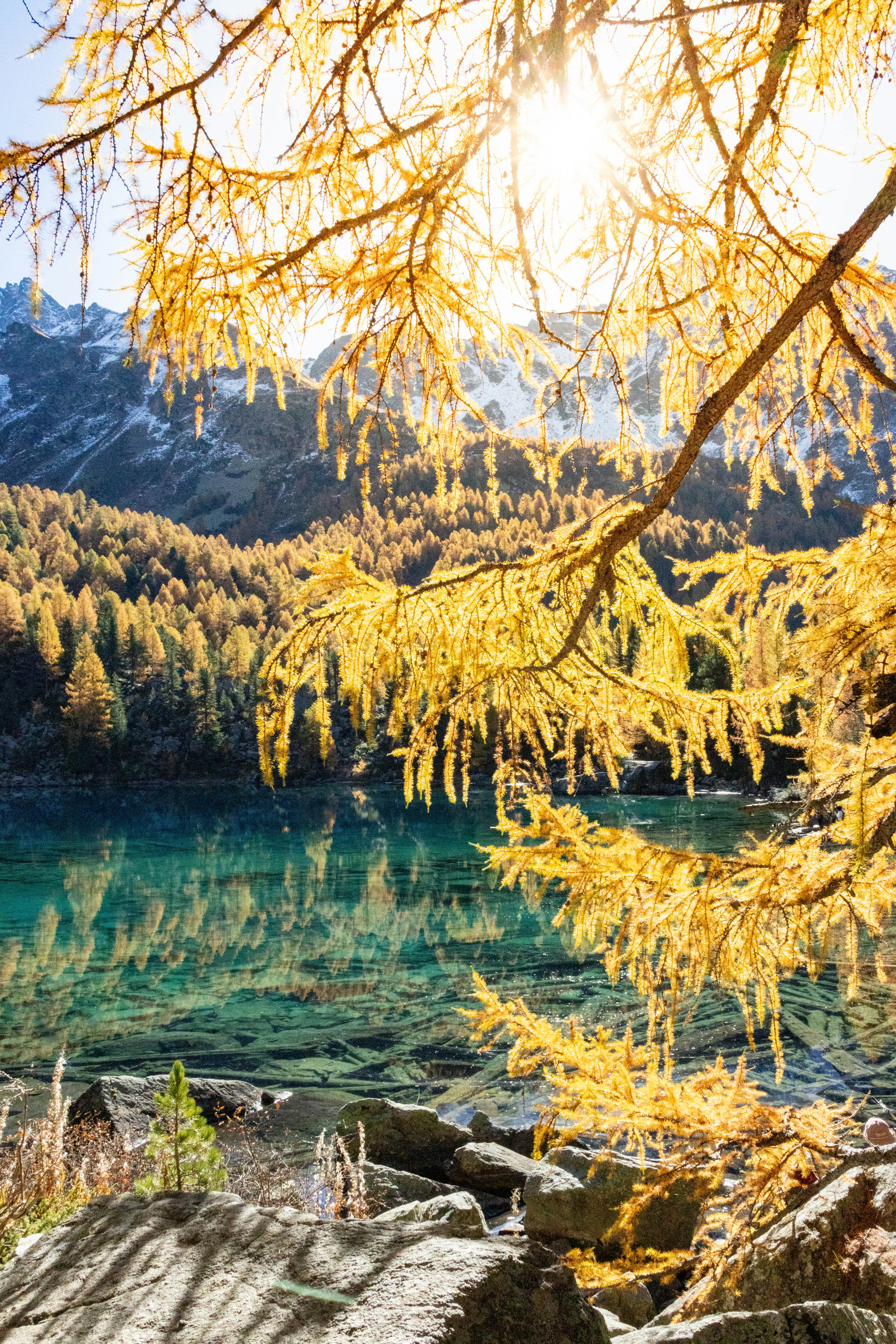 Golden Larches Framing a Emerald Lake