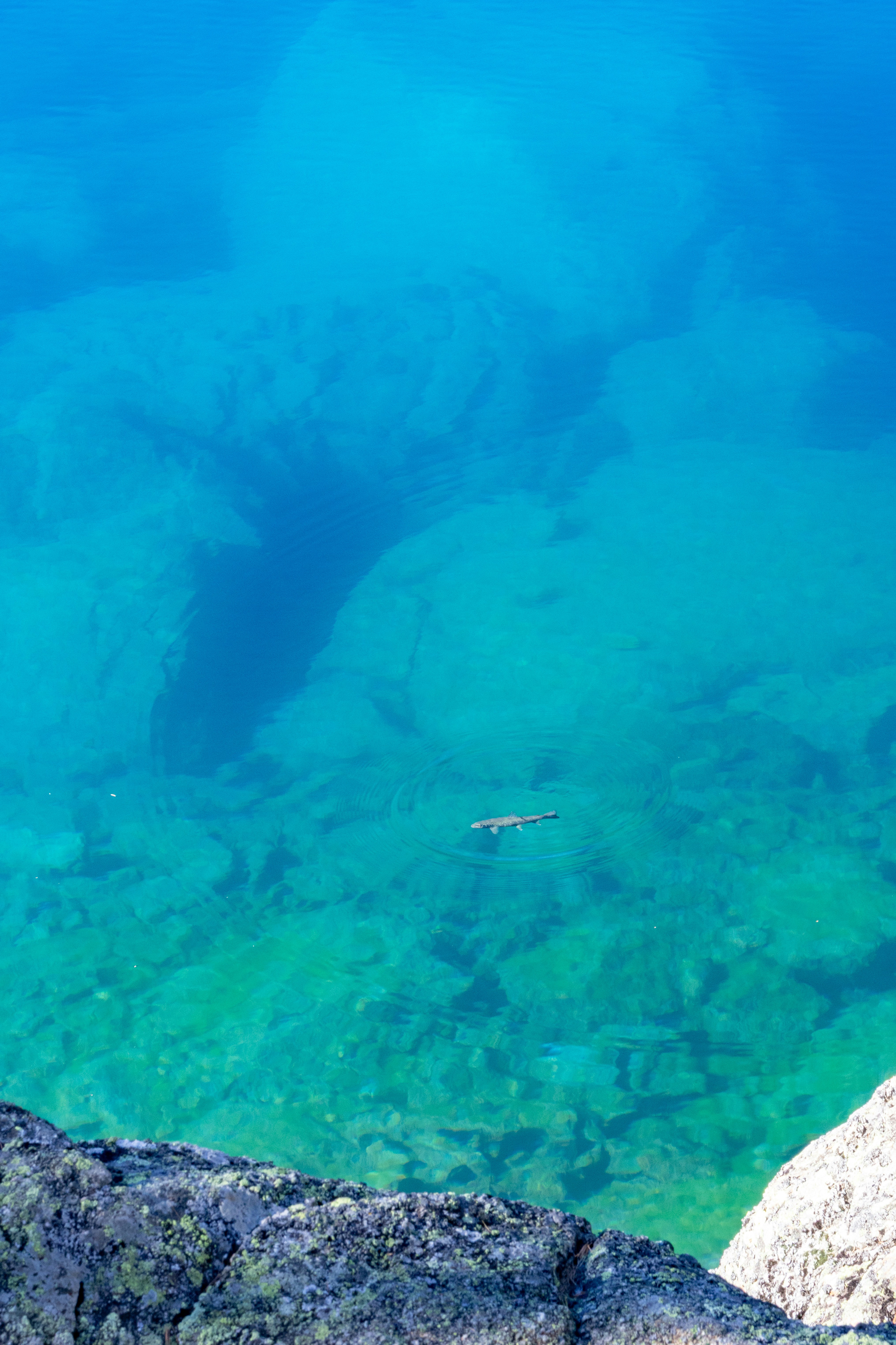 Teal Abyss: A Lone Loaf of Light Drifts Through Clear Sea