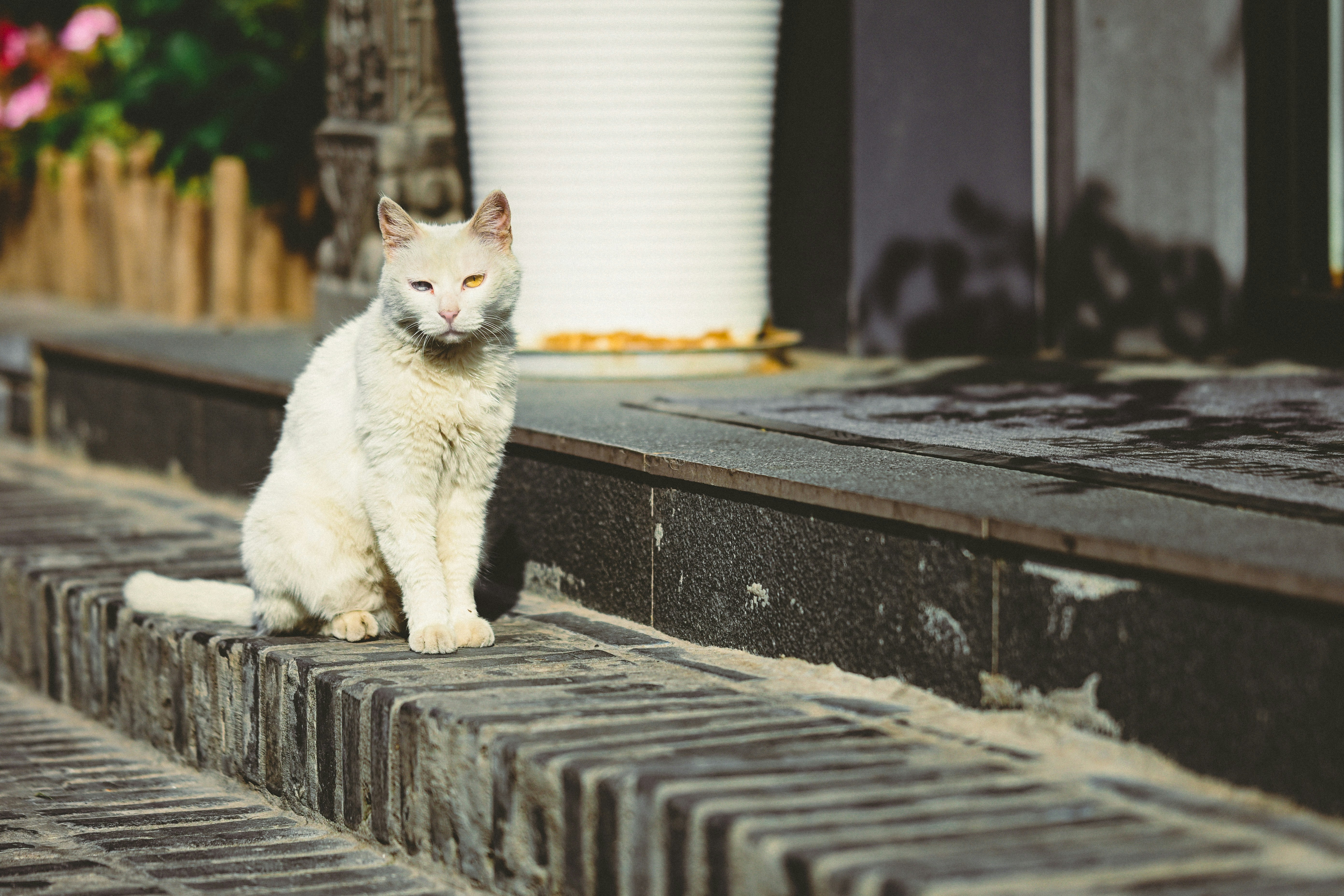 Sunlit Sentinel: A White Cat Resting on Stone Steps