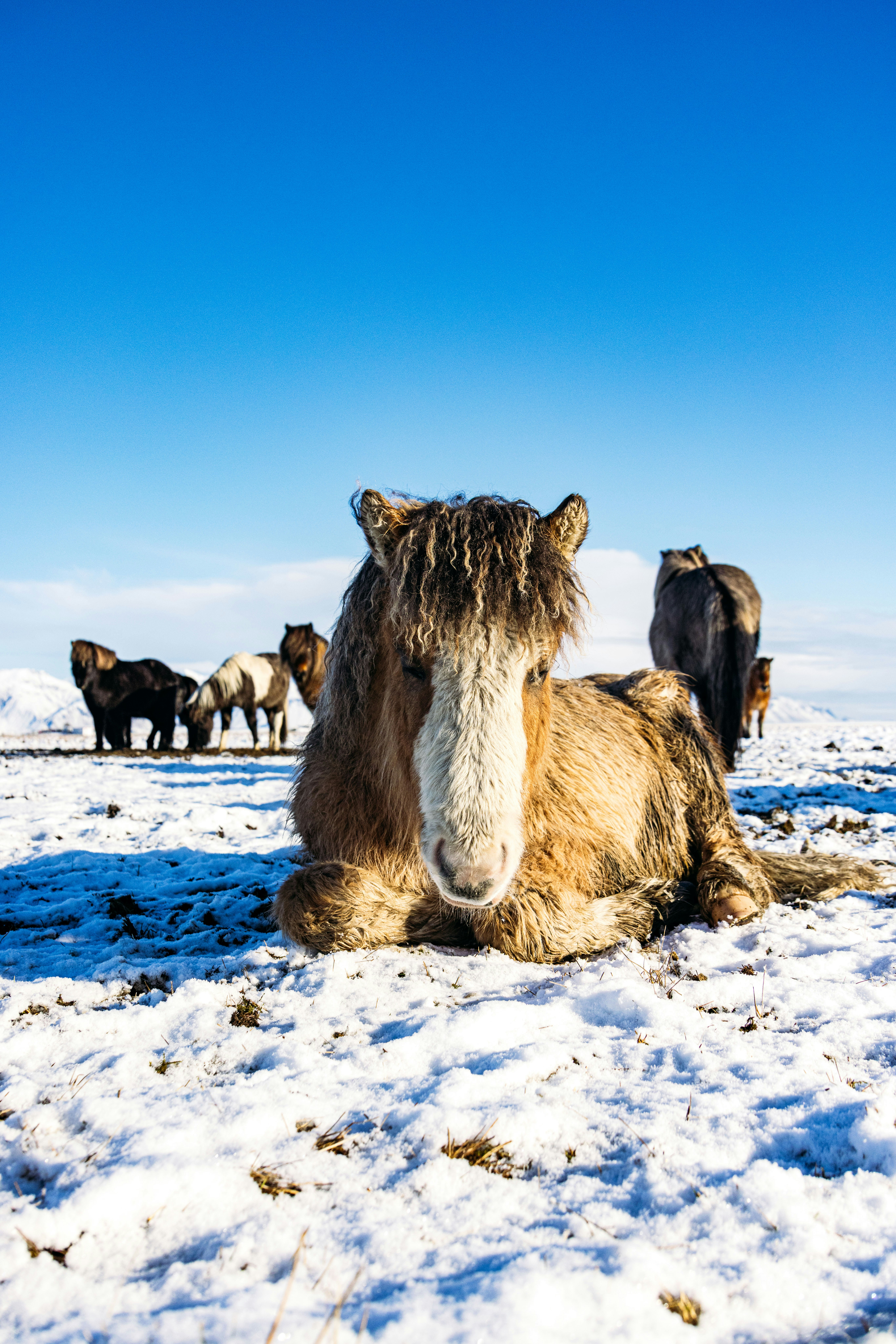 Snowbound Portrait: A Curious Donkey Front and Center