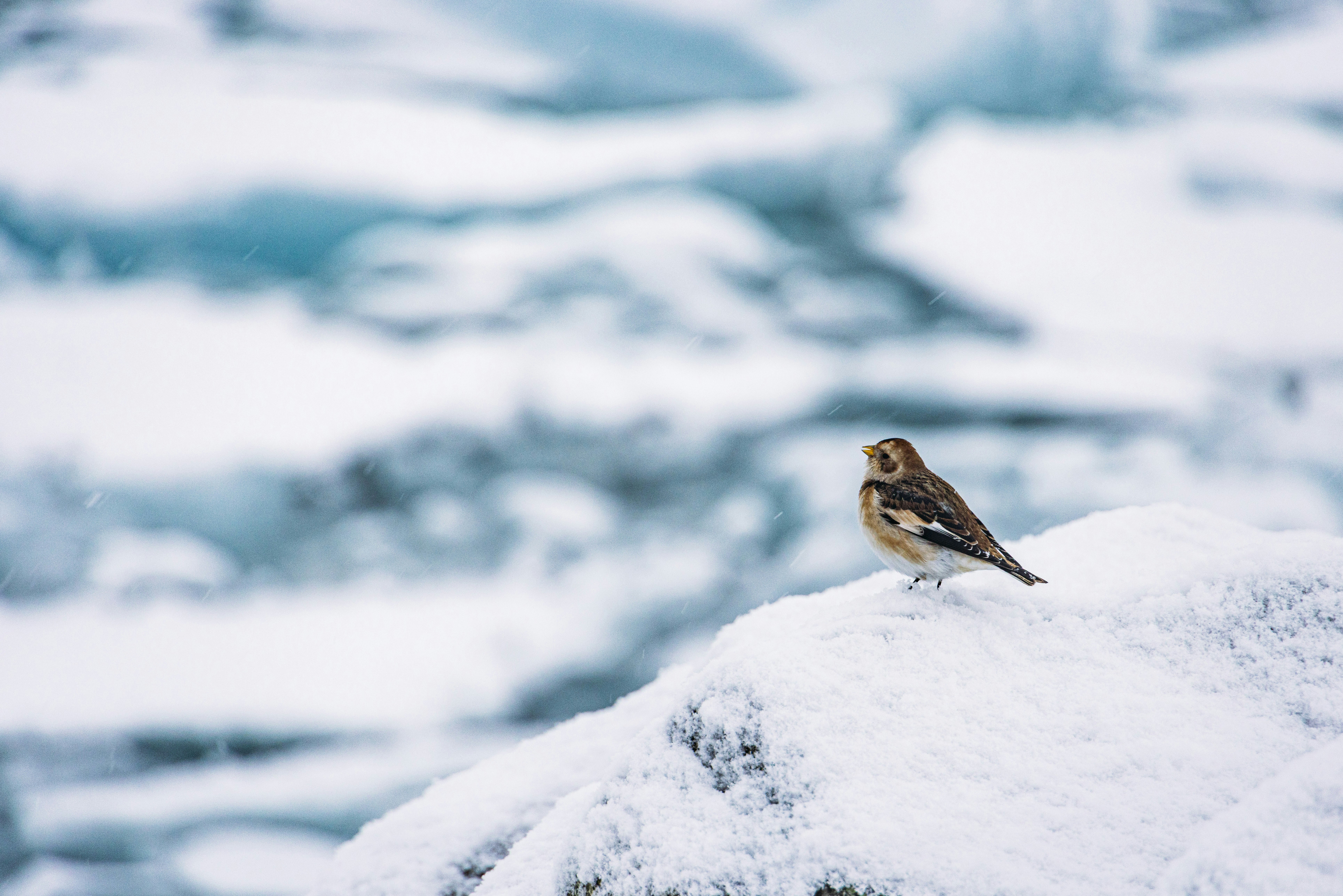 Icy Perch: A Solo Snowbound Sparrow On a Frosted Outcrop