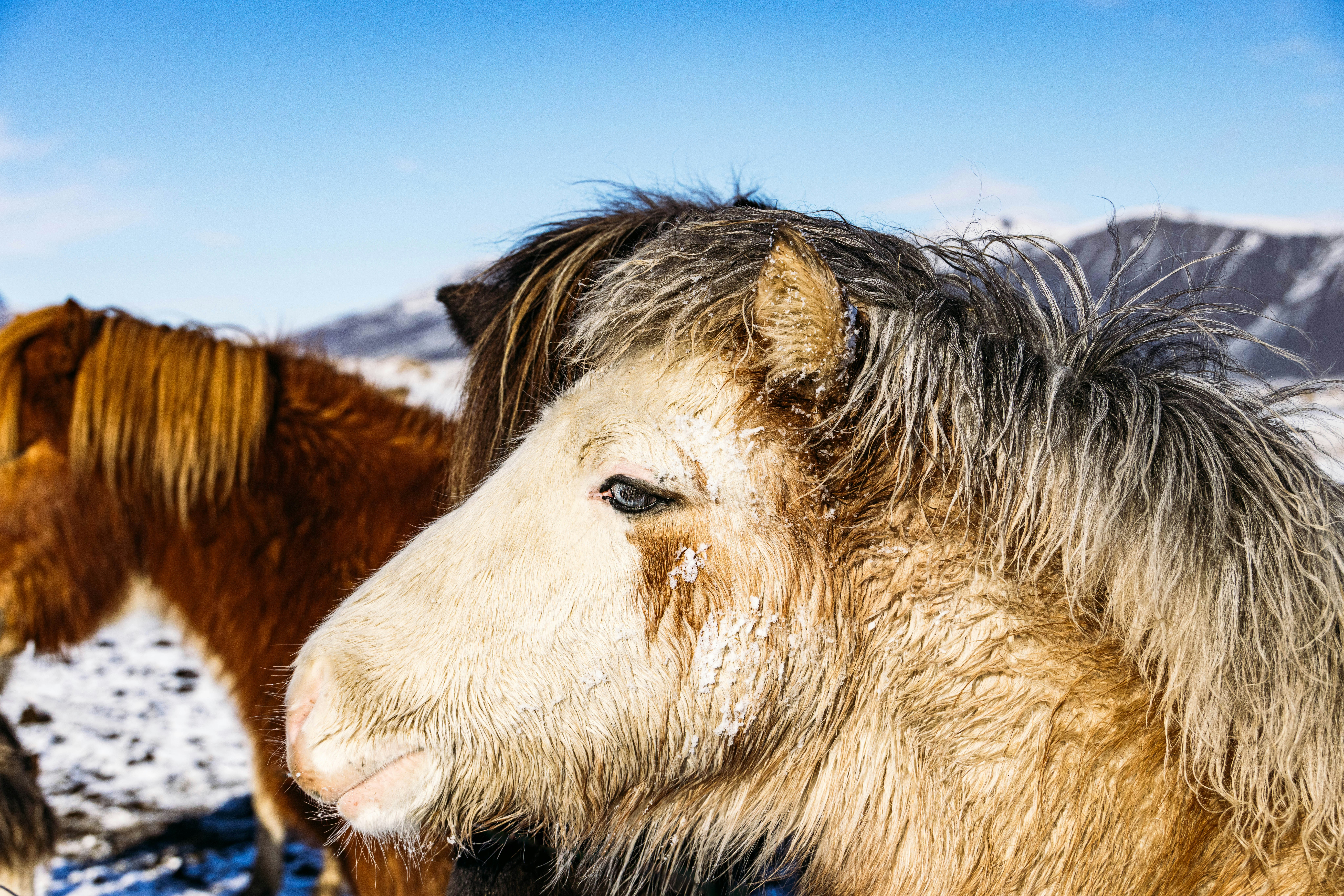 Close-up of a weathered pony in alpine light