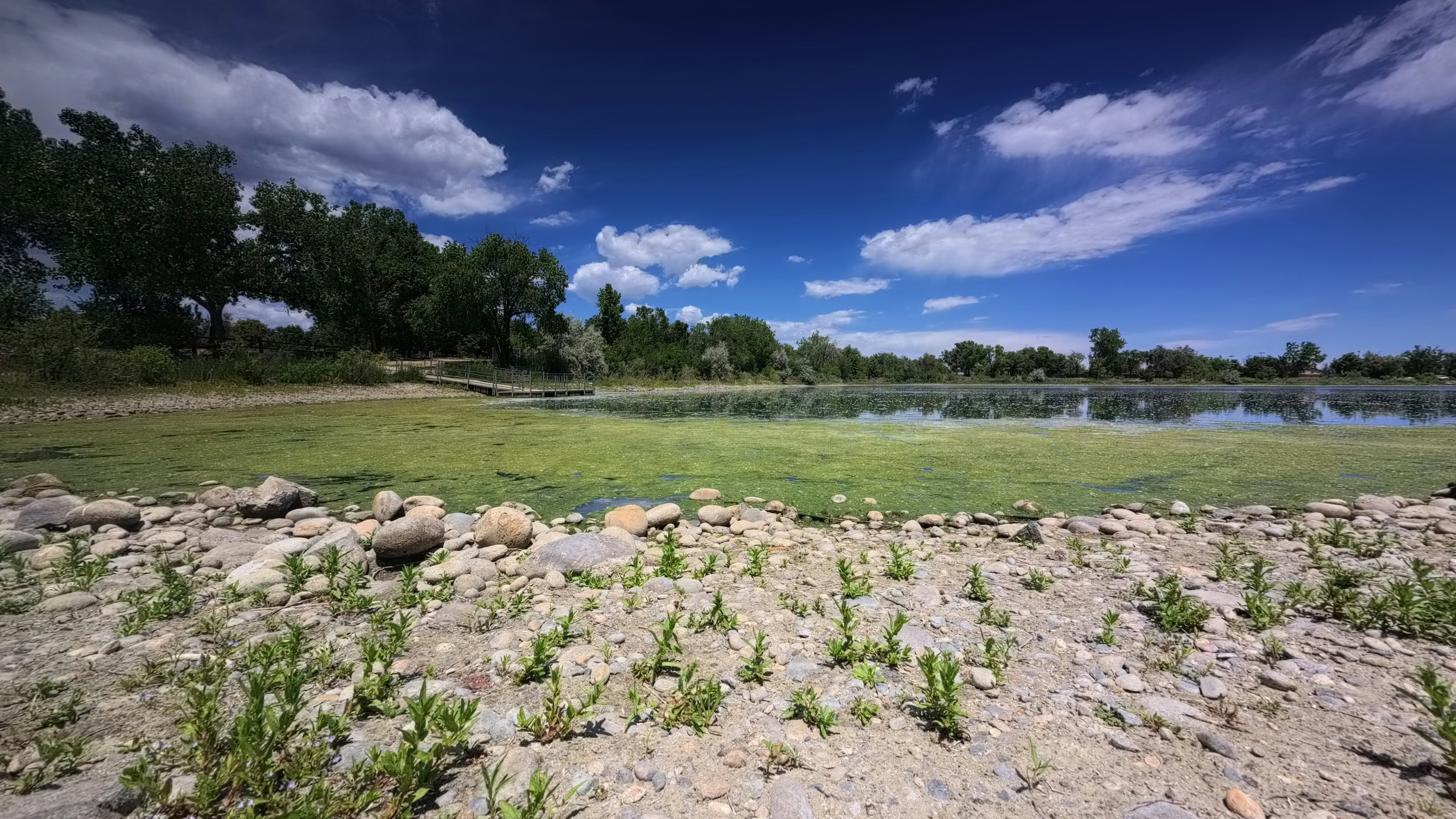 A tranquil lakeside scene with a rocky, weed-dotted shore and still water reflecting a bright blue sky; distant trees frame the horizon. logo/branding not present; a natural landscape capture.