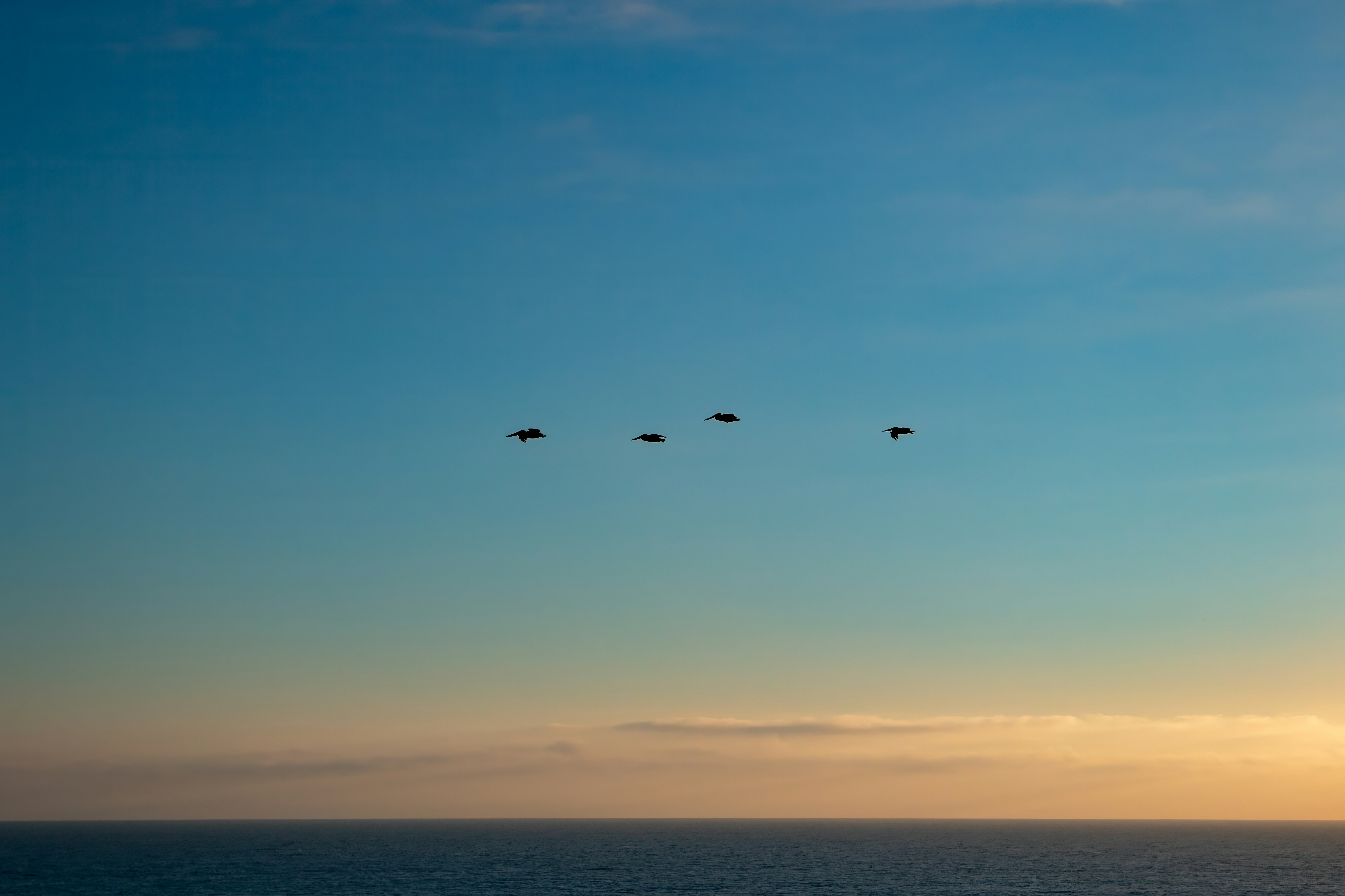 Five Birds Crossing the Quiet Horizon