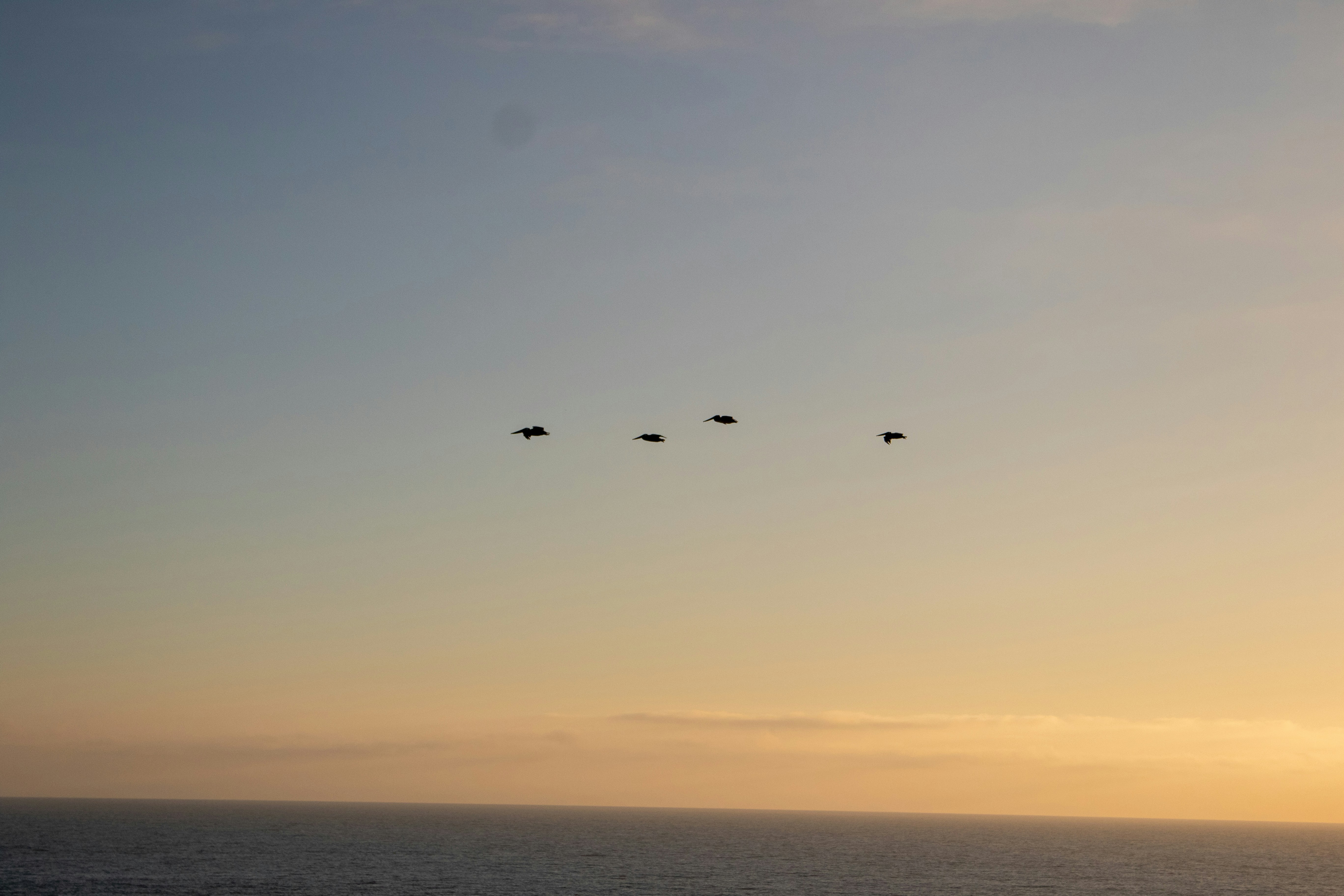 Trio of Seabird Silhouettes Crossing the Golden Horizon
