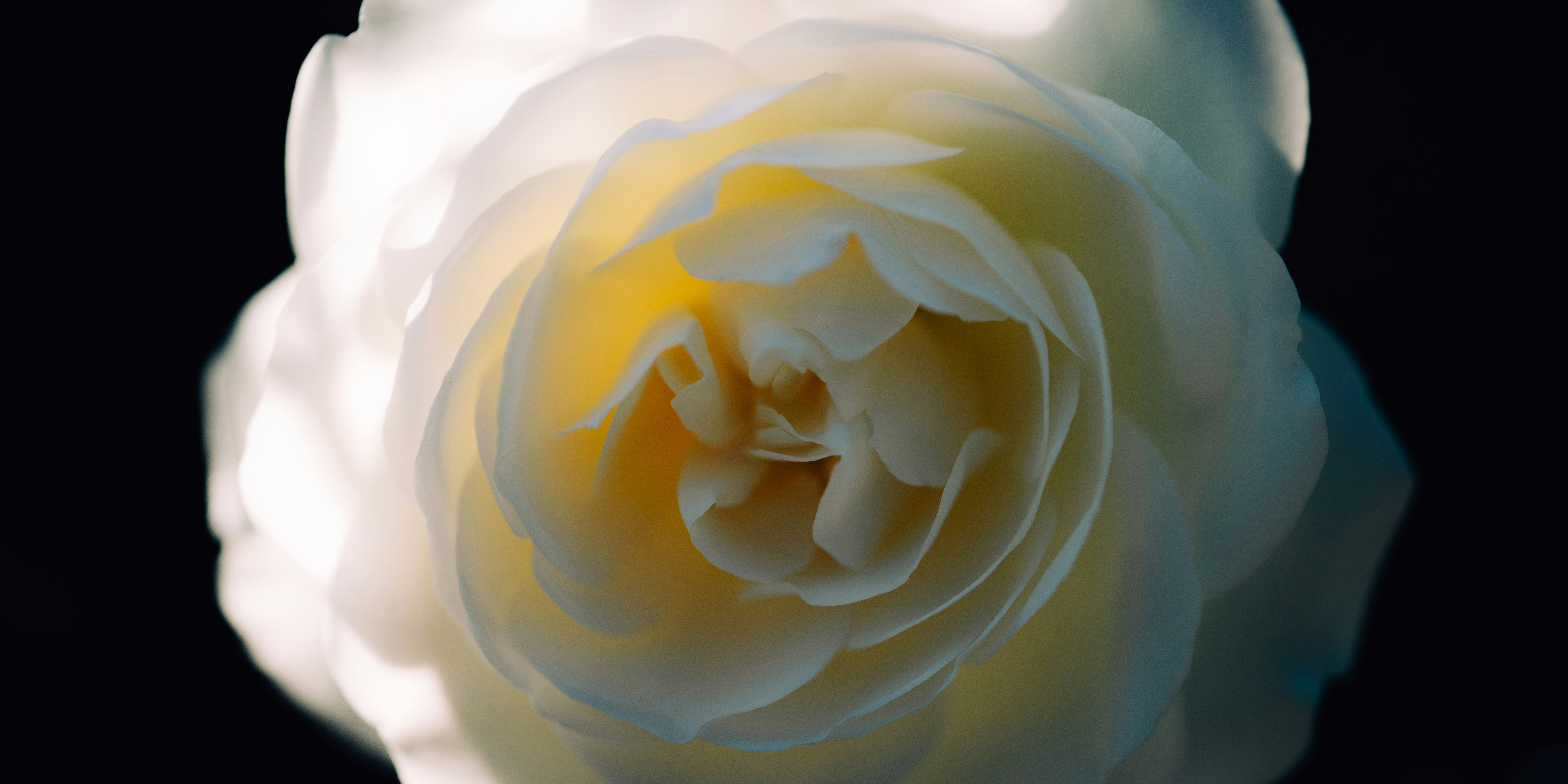 Soft-focus White Rose: A Quiet Moment in Contrast