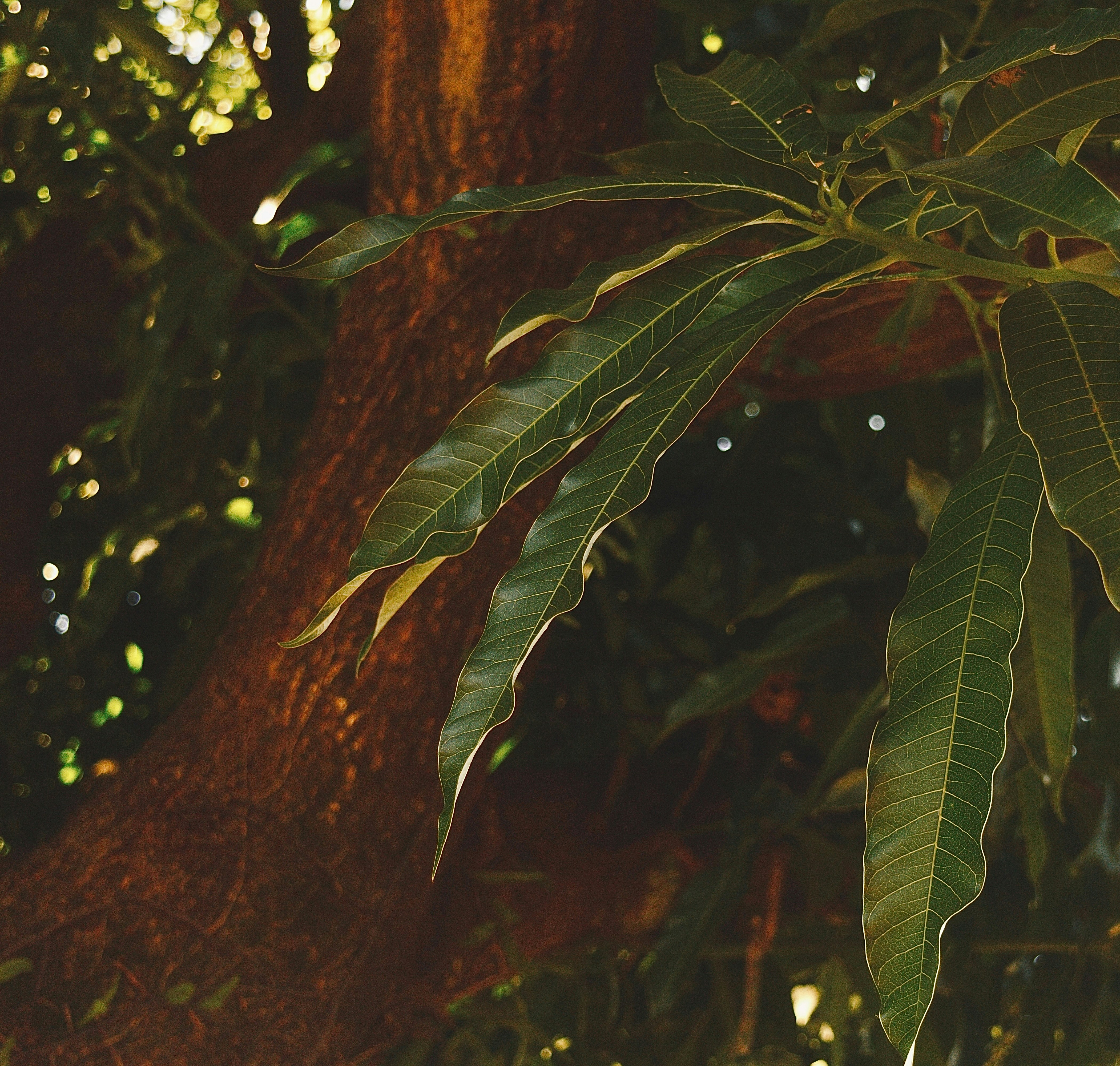 Sunlit Mango Leaf Close-Up Framed by Bark and Shadow
