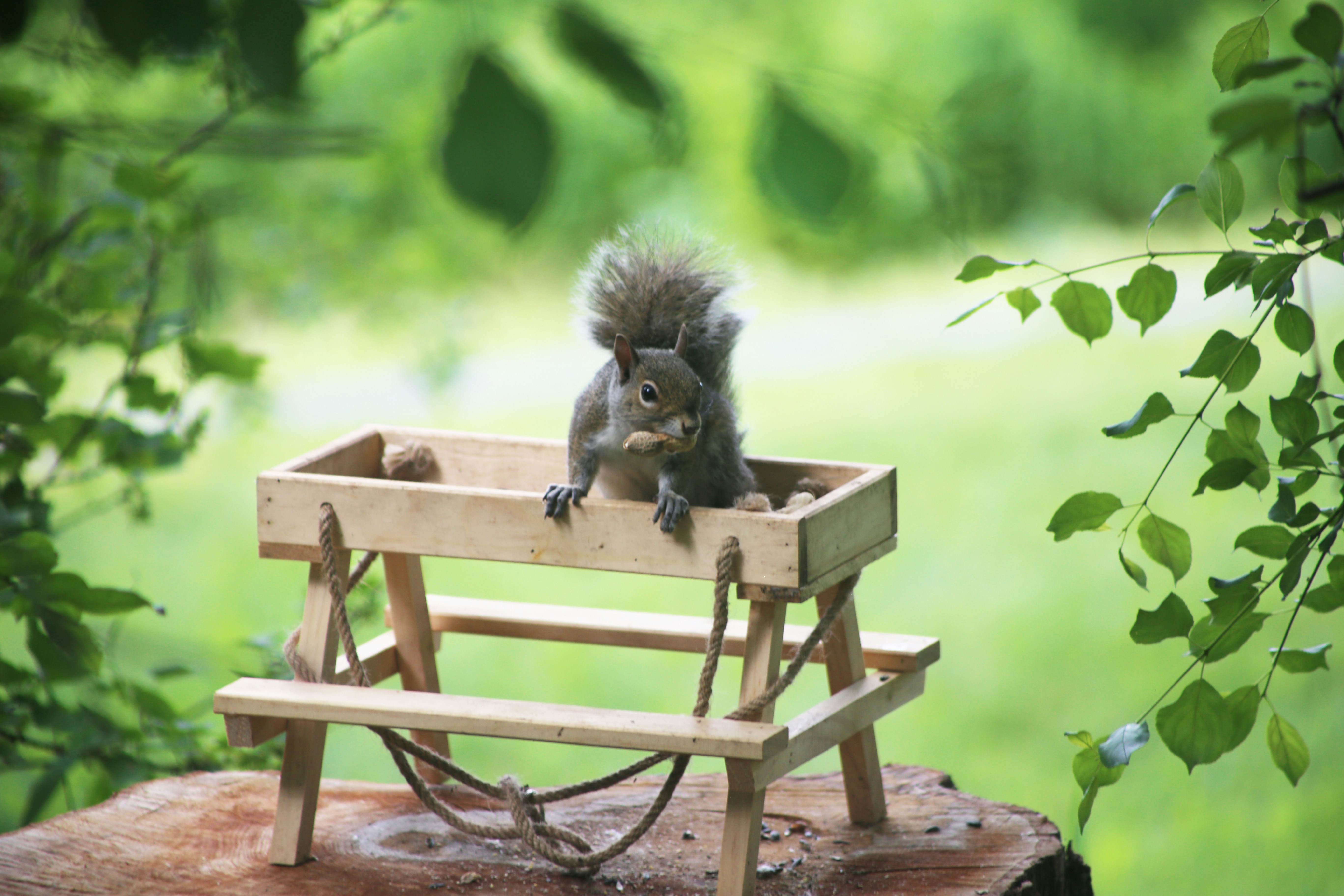 Nutty Visitor in a Tiny Swing Bed