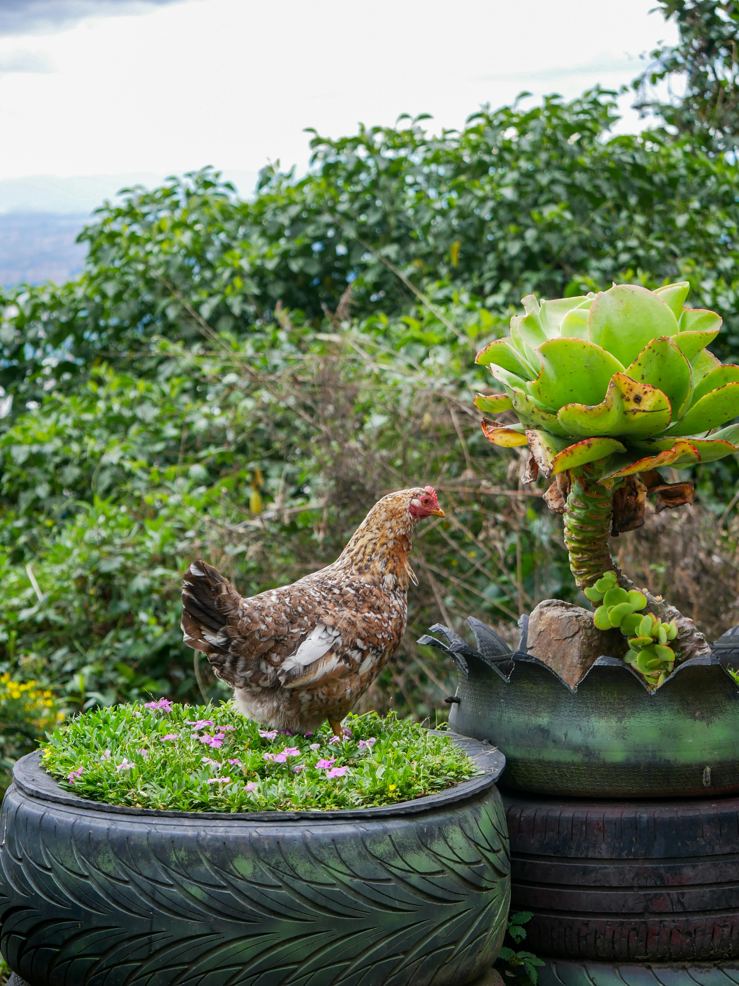 Chicken in a Garden of Plants and Painted Tires