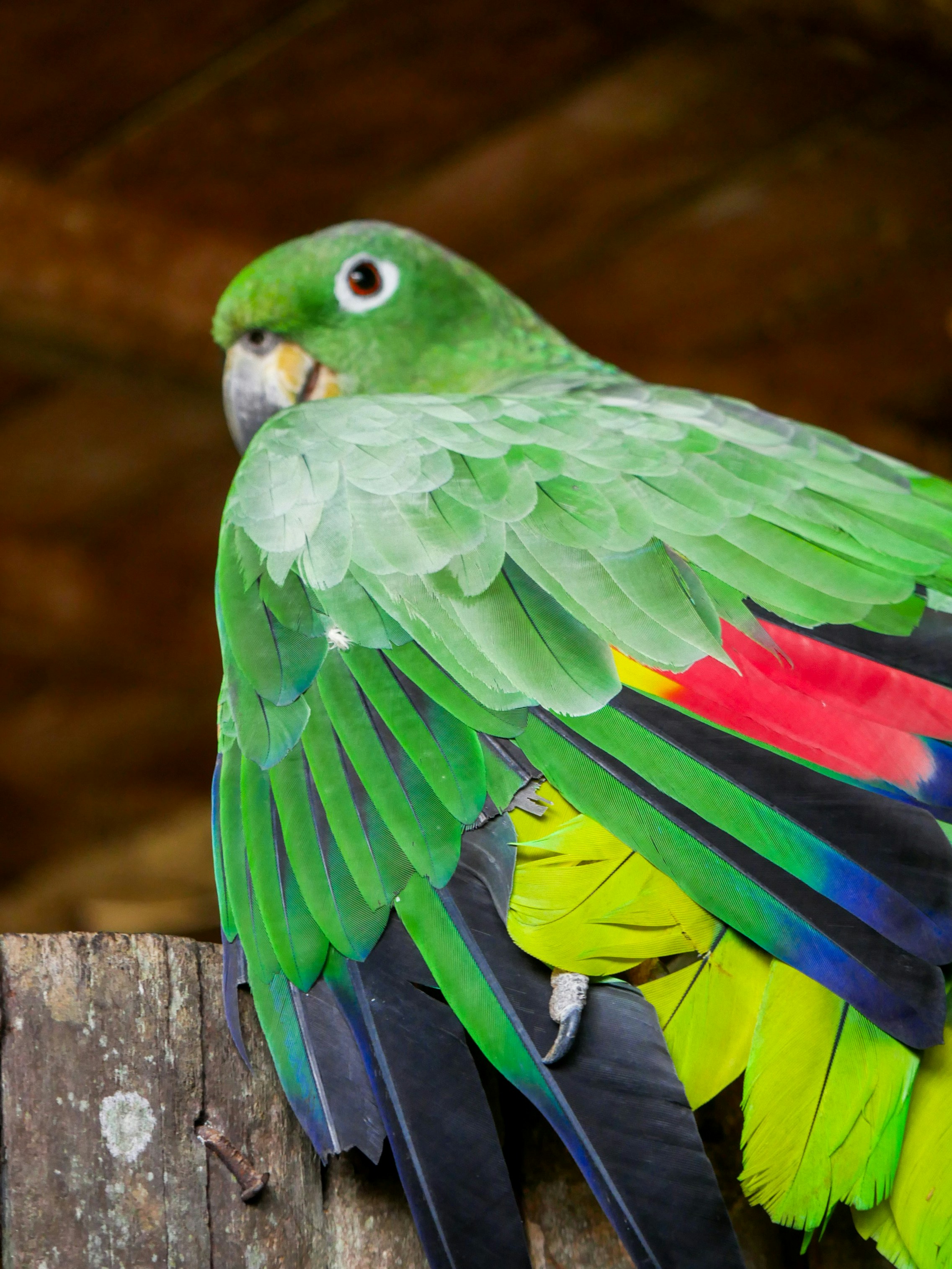 Emerald Plumage: A Parrot’s Vivid Winged Moment