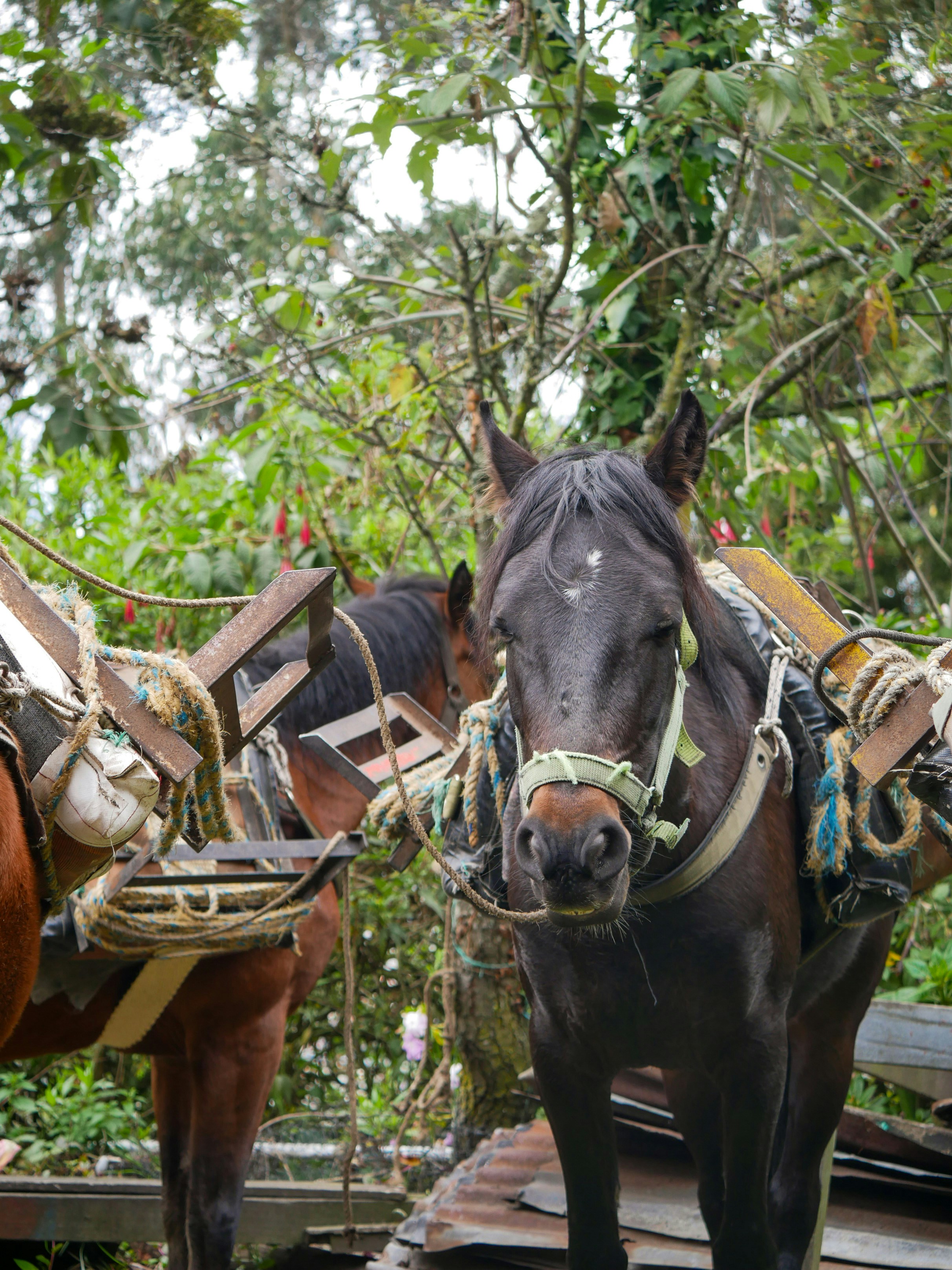 Close-up of a dark horse framed by rustic gear and greenery