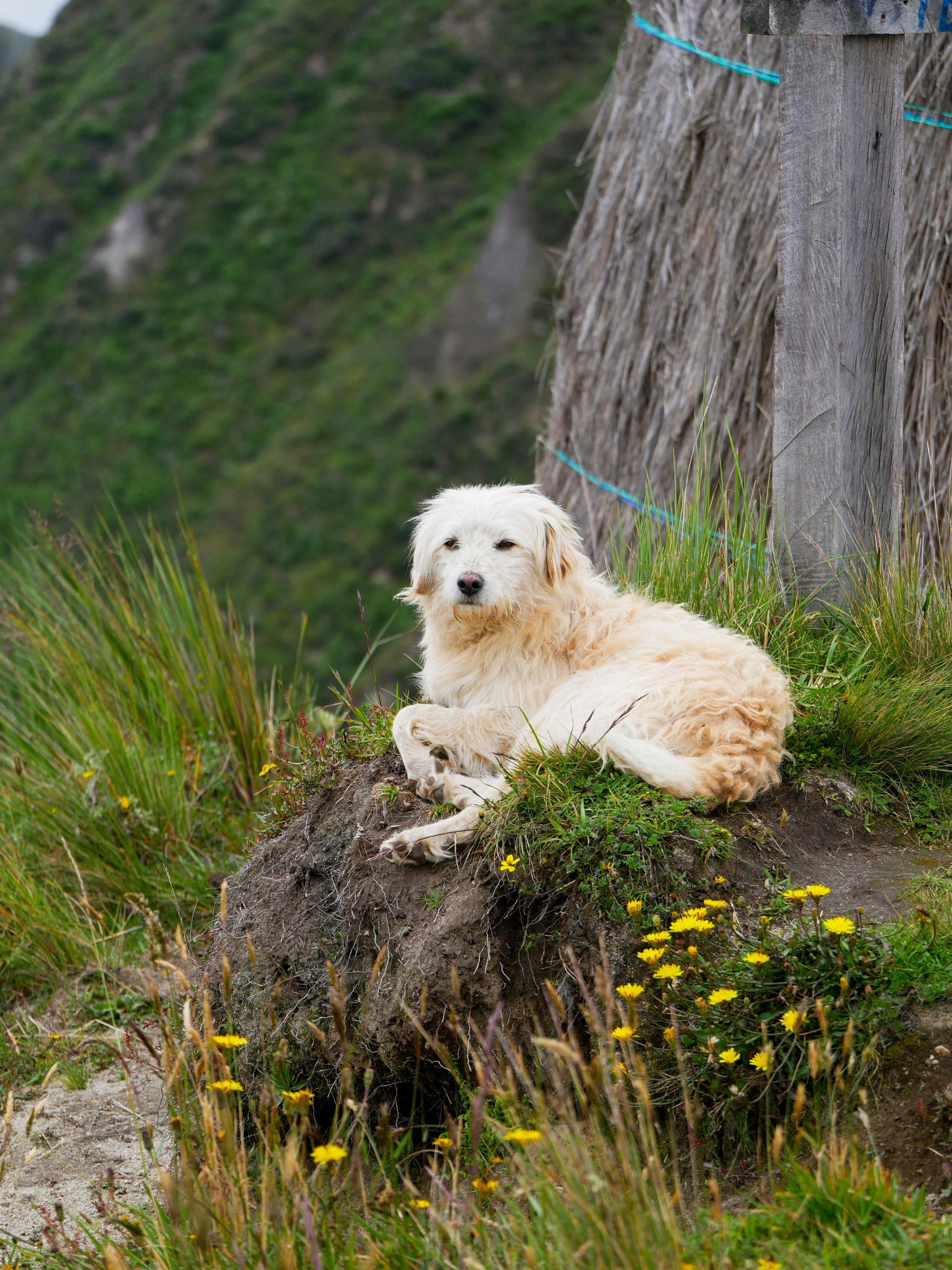 Lonely Guardian on a Grass-Covered Cliff