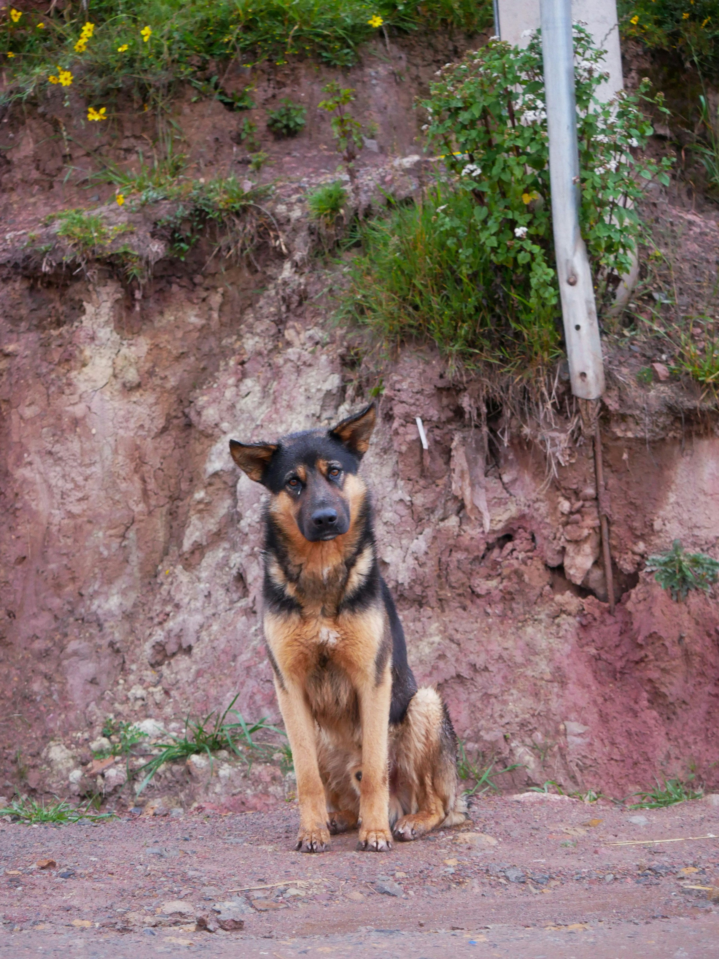 Grounded gaze: a German Shepherd sits patient before a rugged earthen backdrop