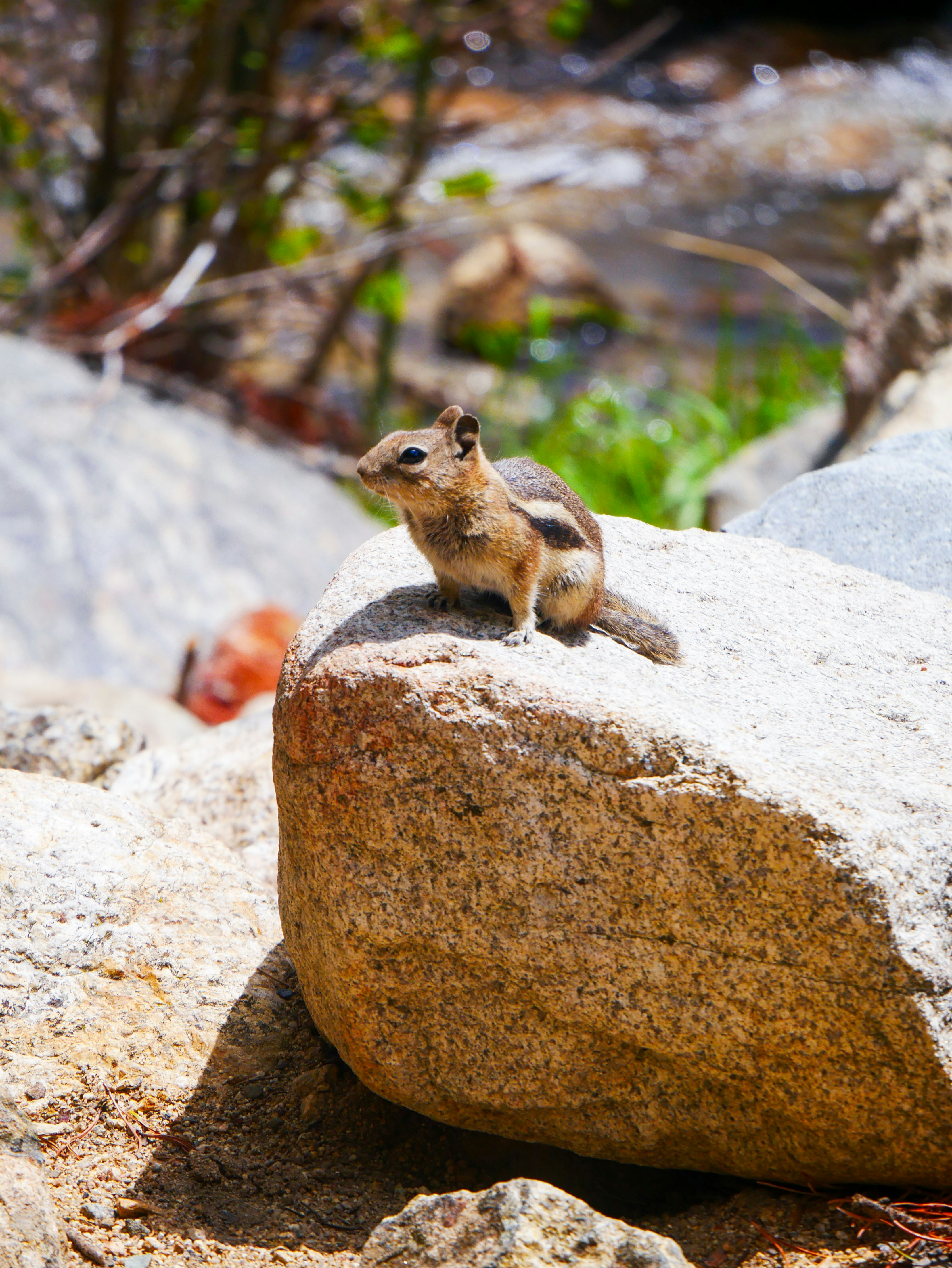 Chipmunk on a sunlit granite ledge