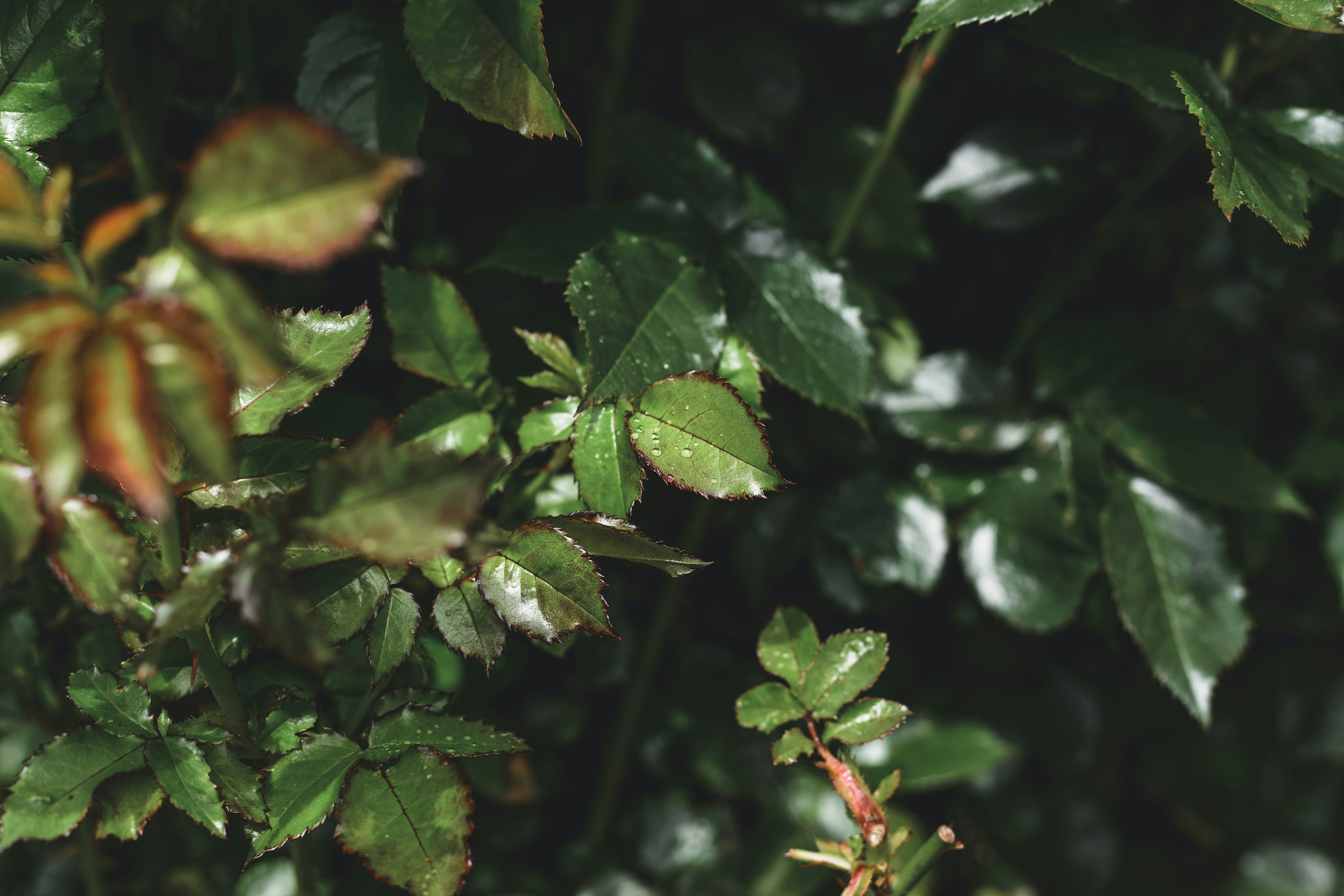 Veiled Emerald: A Quiet Curtain of Leaves
