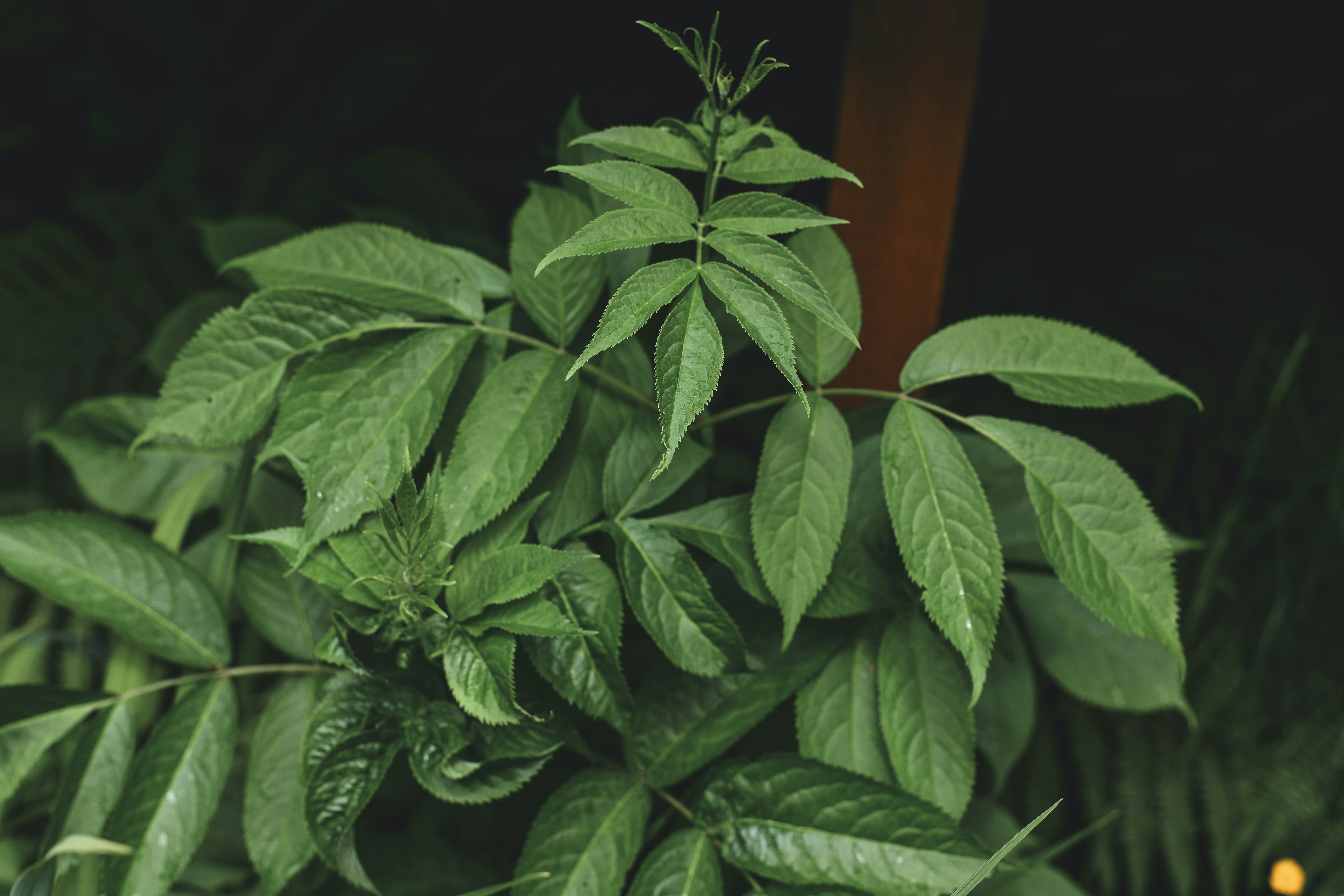 Red Elderberry (Sambucus racemosa) Plant