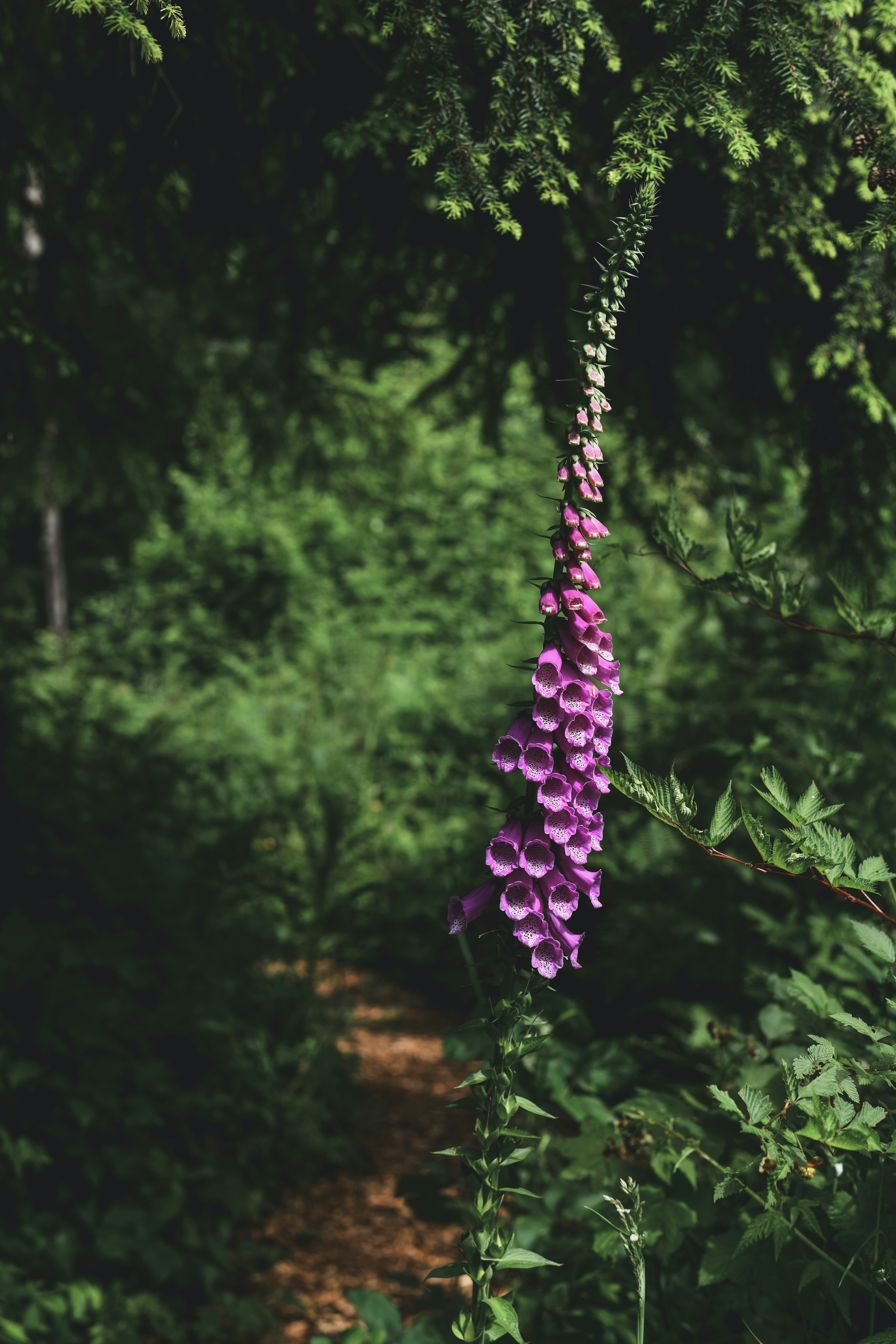 Purple Foxglove Tower in a Quiet Forest Path