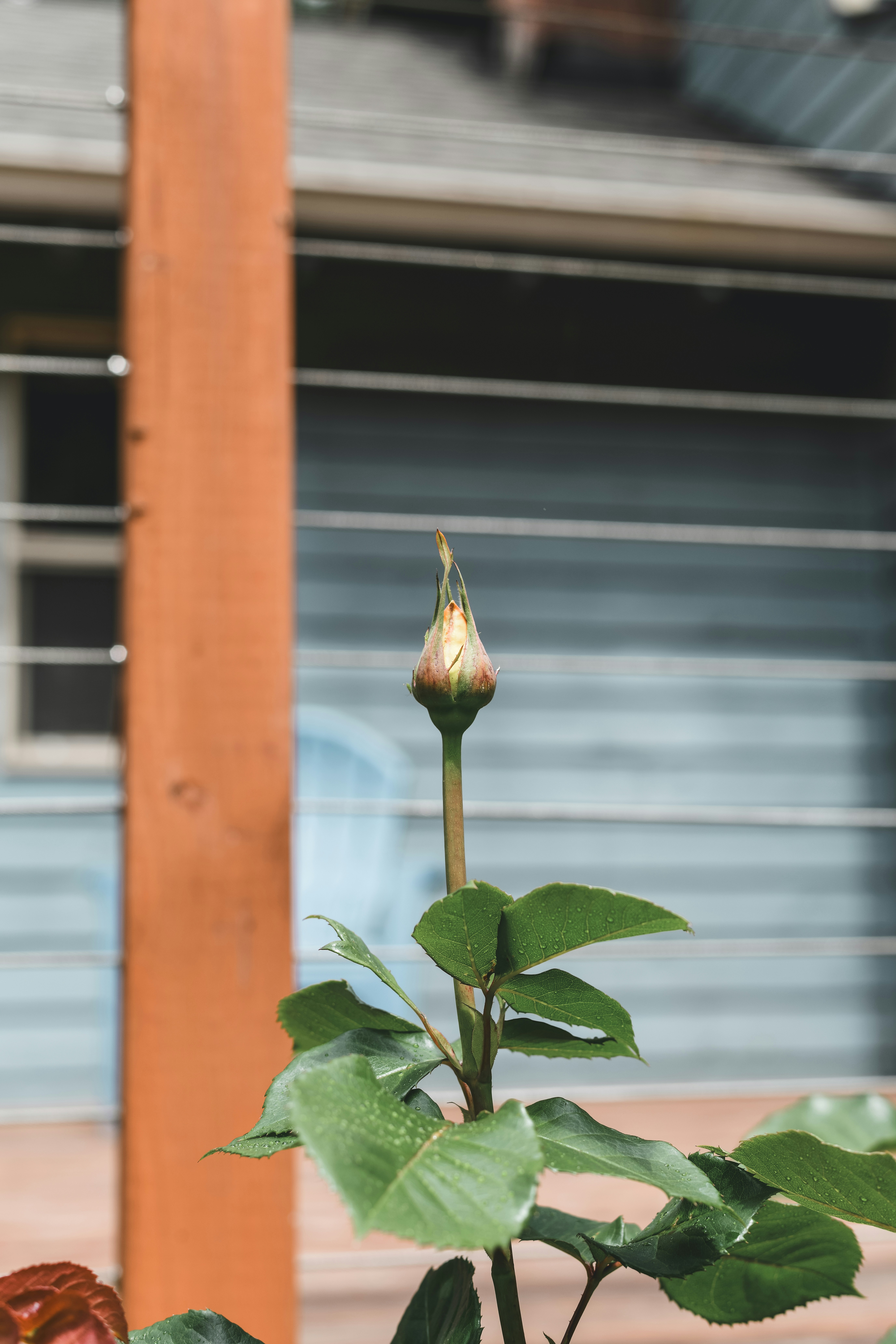 Bud of Promise: A Close-Up of a Rosebud Rising Beneath a Wooden Trellis