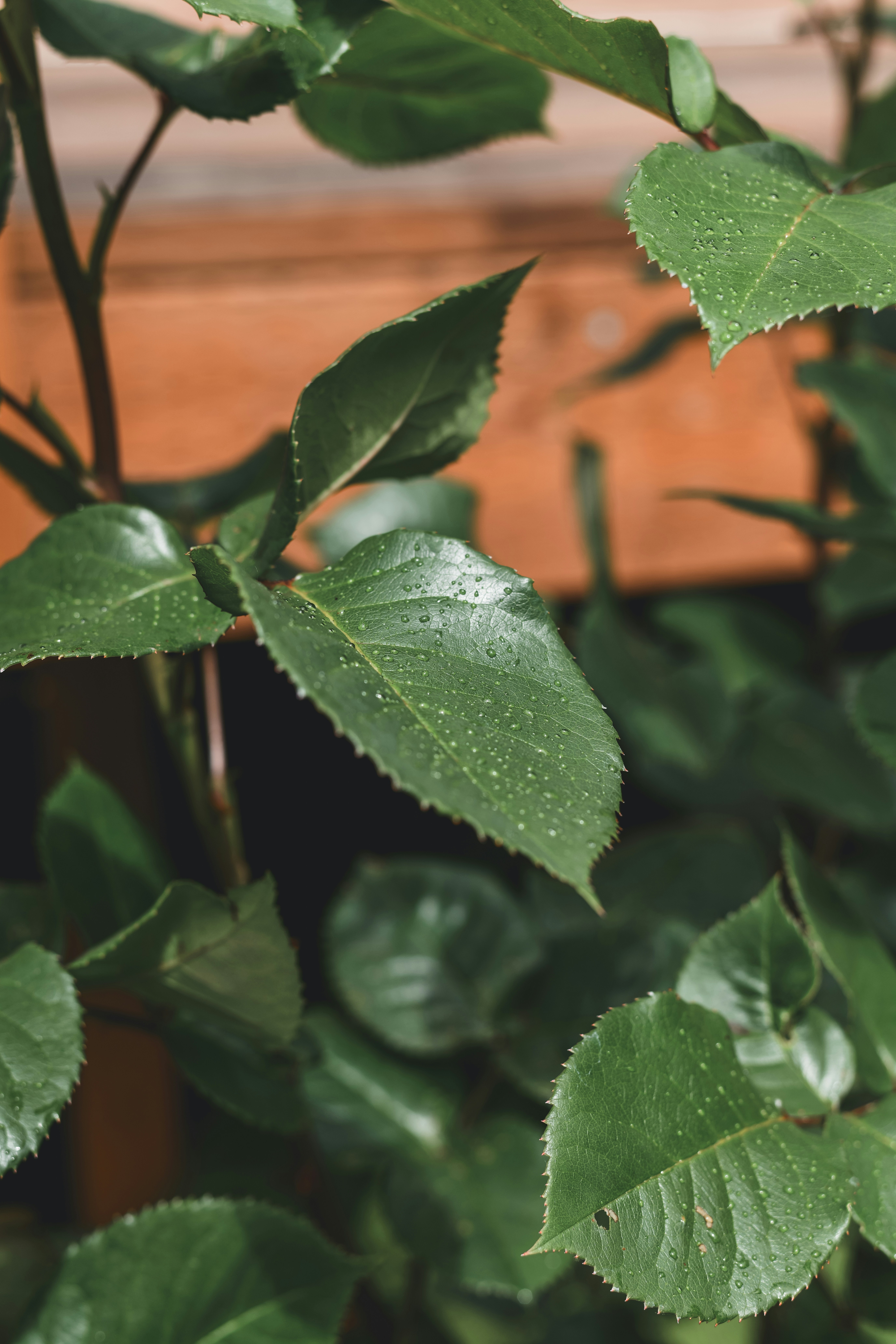 Green Veil: A Quiet Clump of Leaves framed by warm wood
