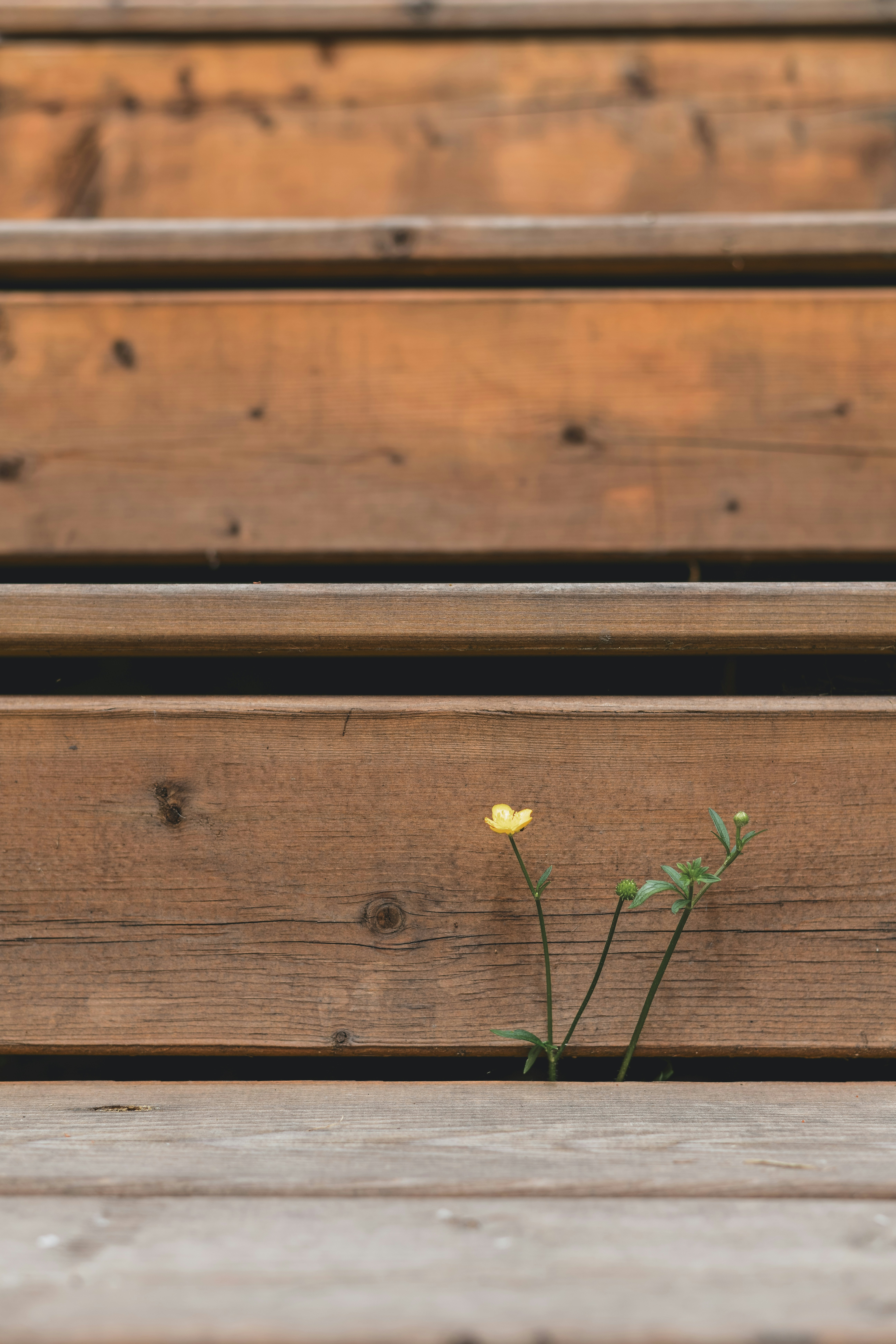 A lone yellow bloom emerges between weathered stair planks