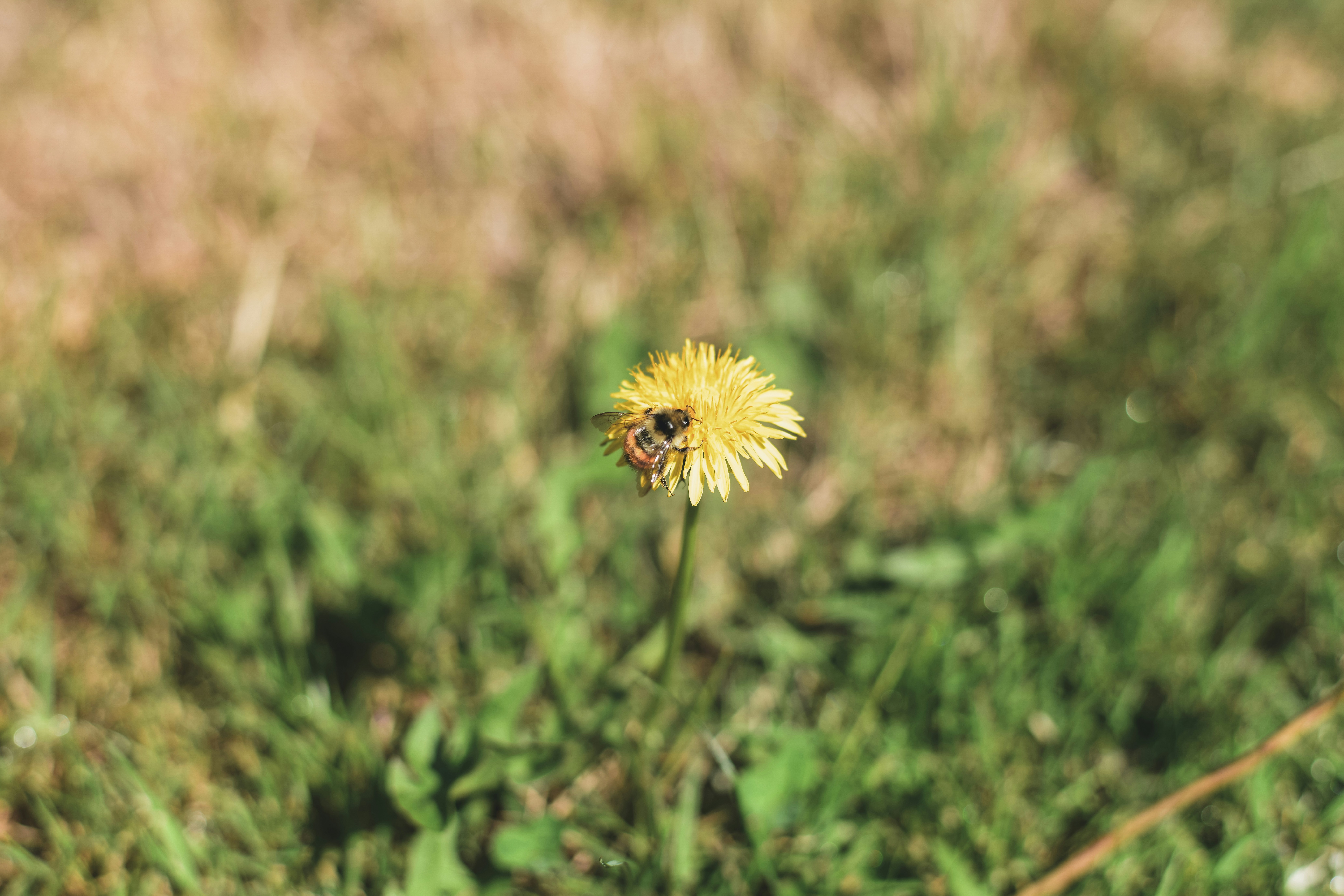 Honeybee at the Bloom: A Quiet Meadow Moment