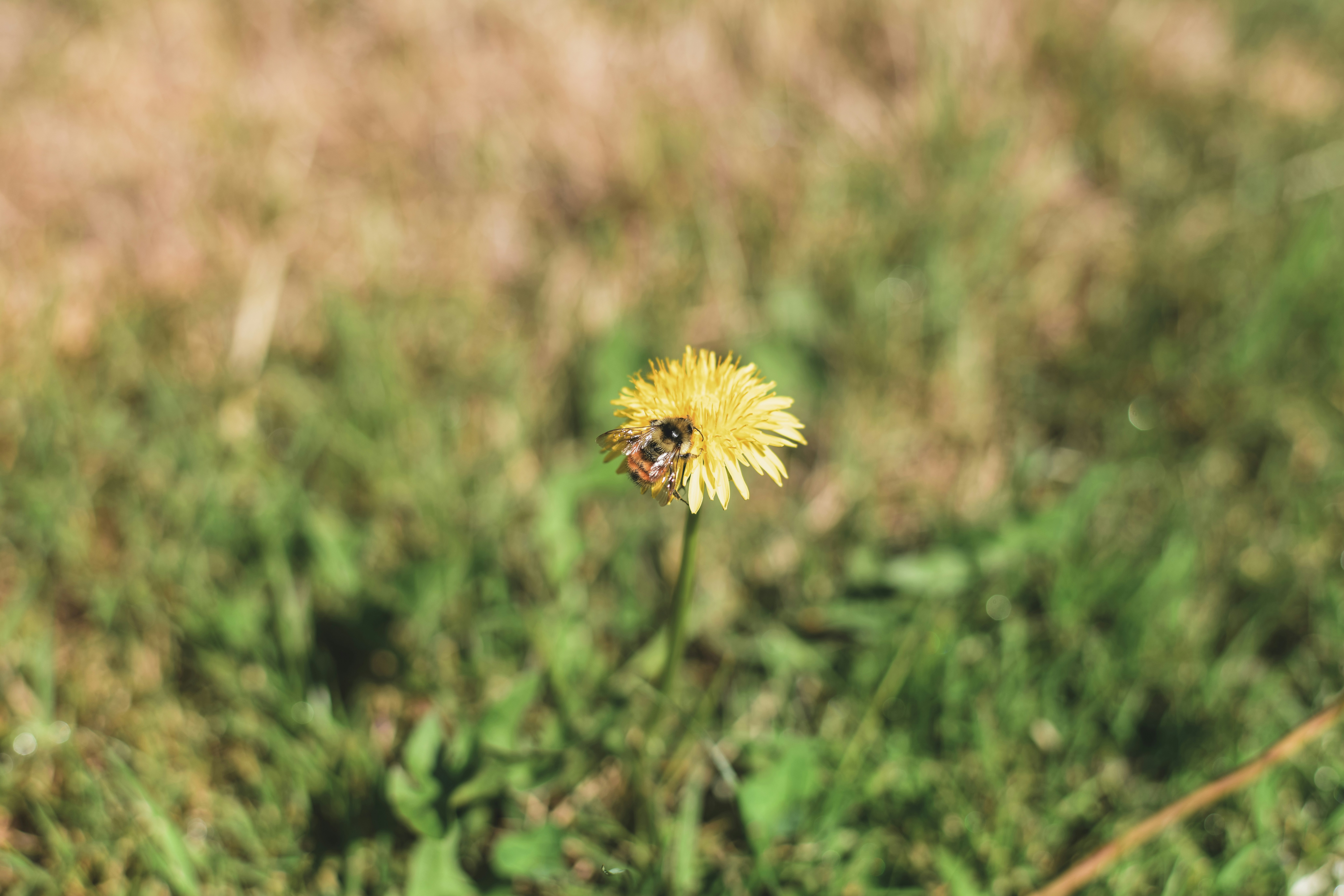 A solitary dandelion crowned with sunlit yellow in a muted meadow