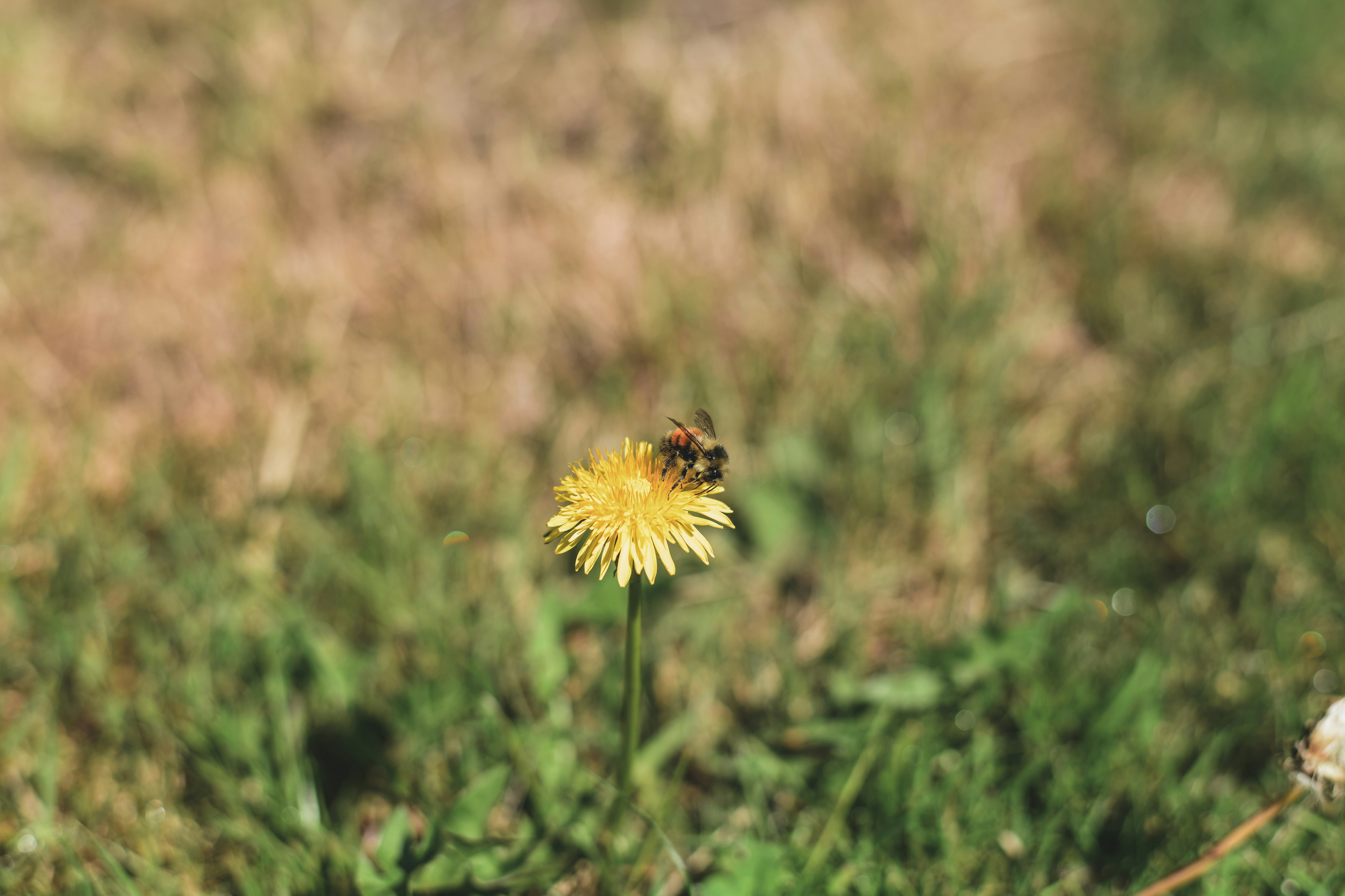 Honeybee on a Sunlit Dandelion