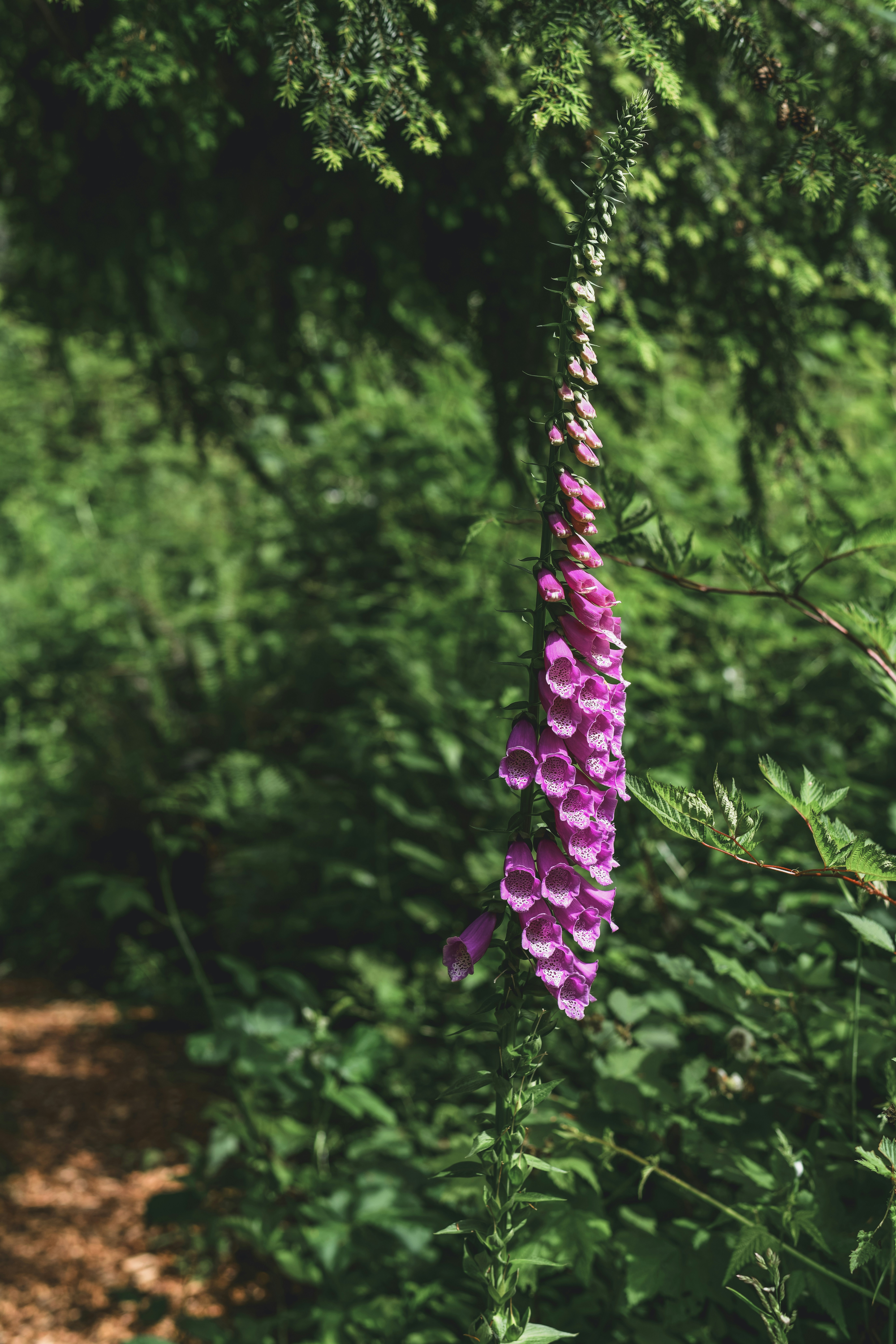 Purple Foxglove Spine Reaching Through Green Canopy