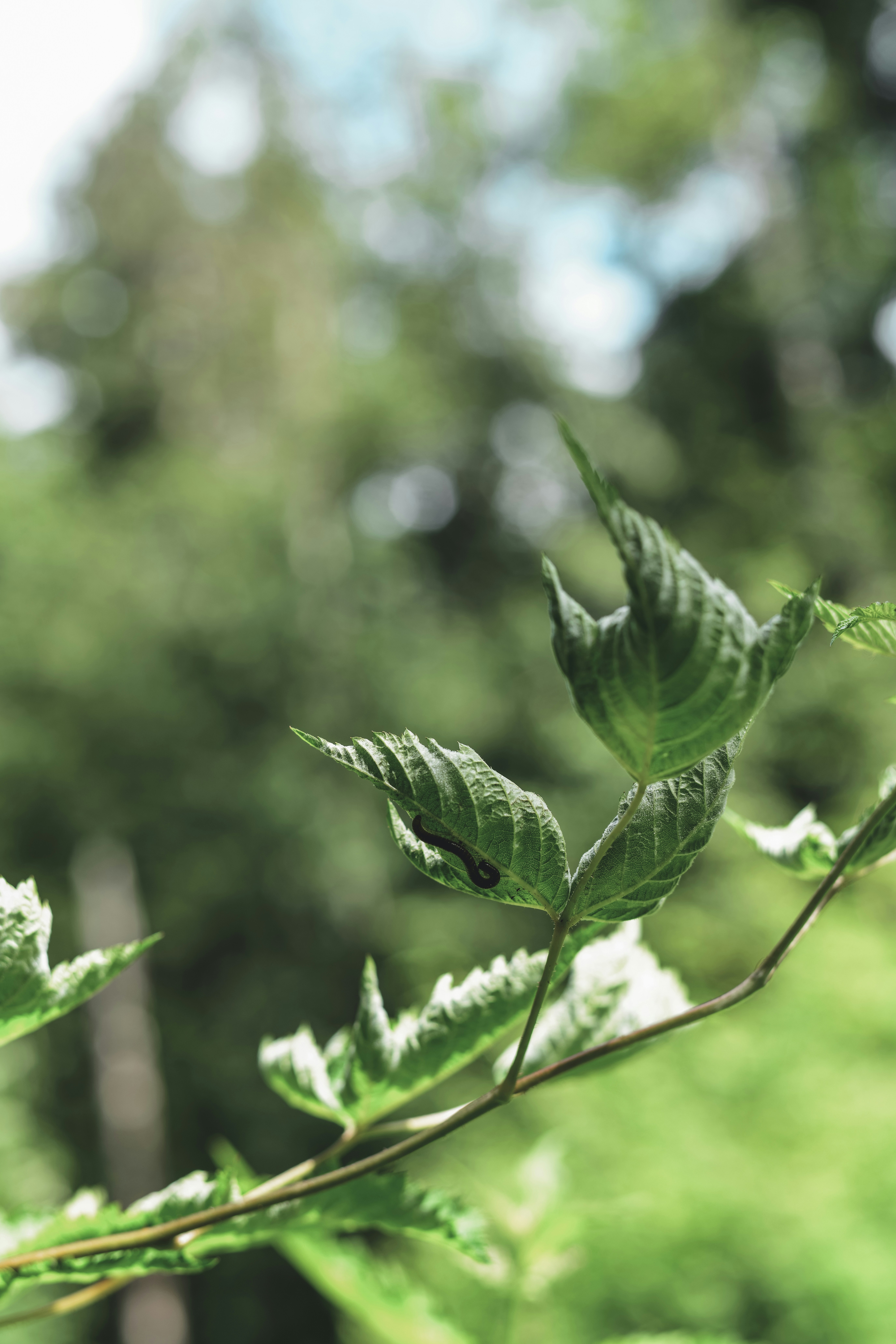 Emerald Leaf Glyph: A Curved Stem Reaches Toward Dappled Light