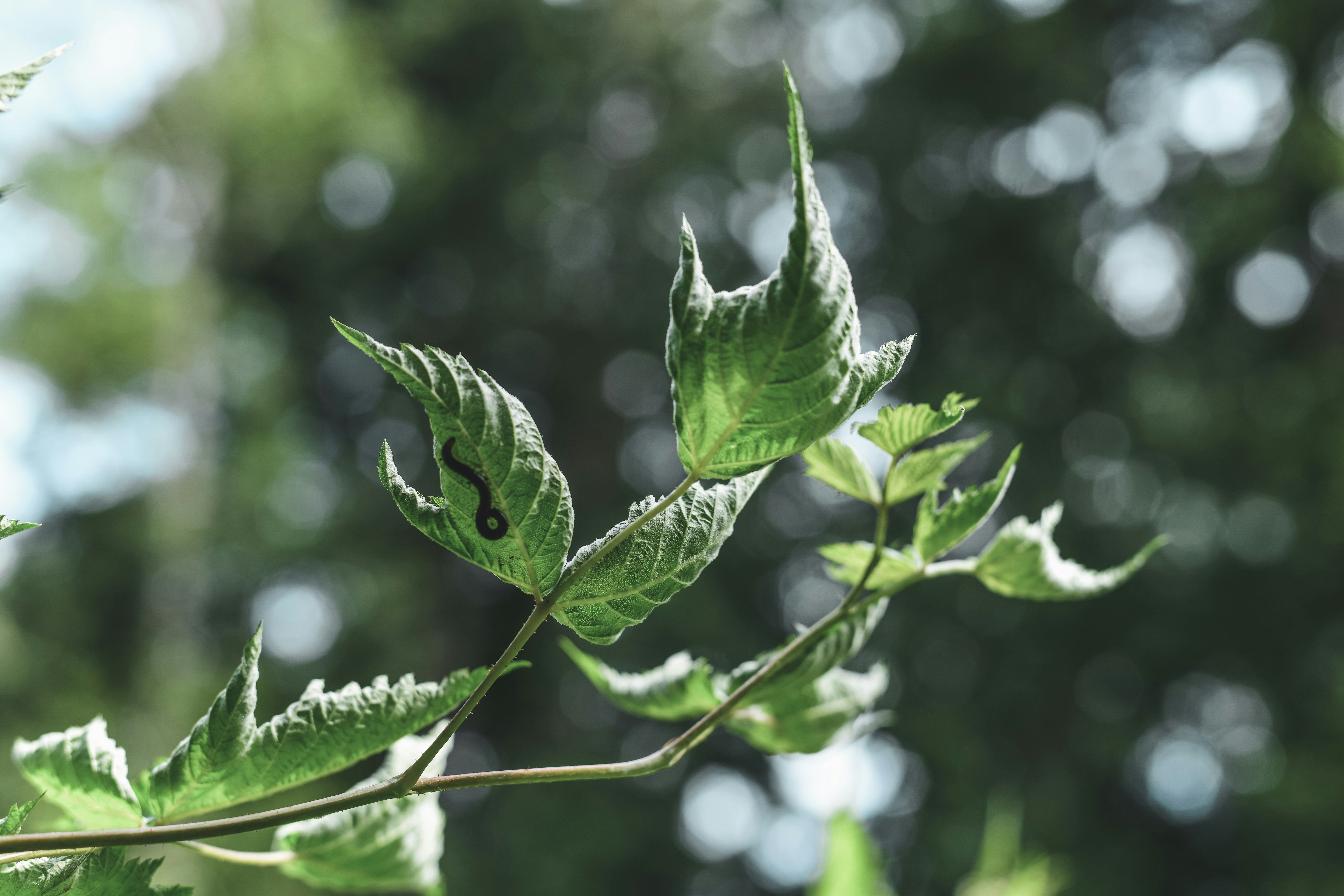 Emerald Whorl: Fresh Green Leaves Reaching Toward the Sun