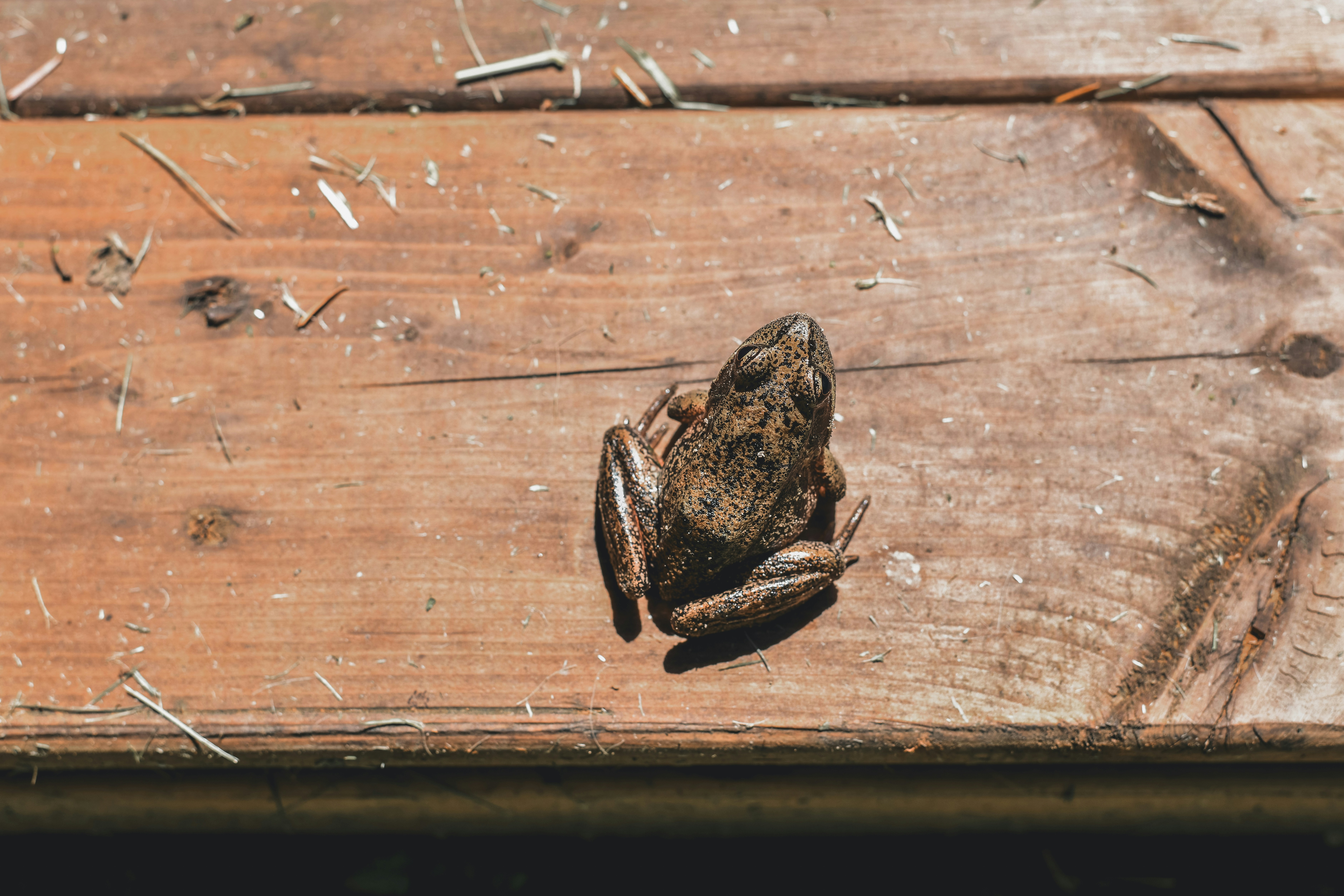 Frog on Weathered Wood: a Quiet Moment of Survival