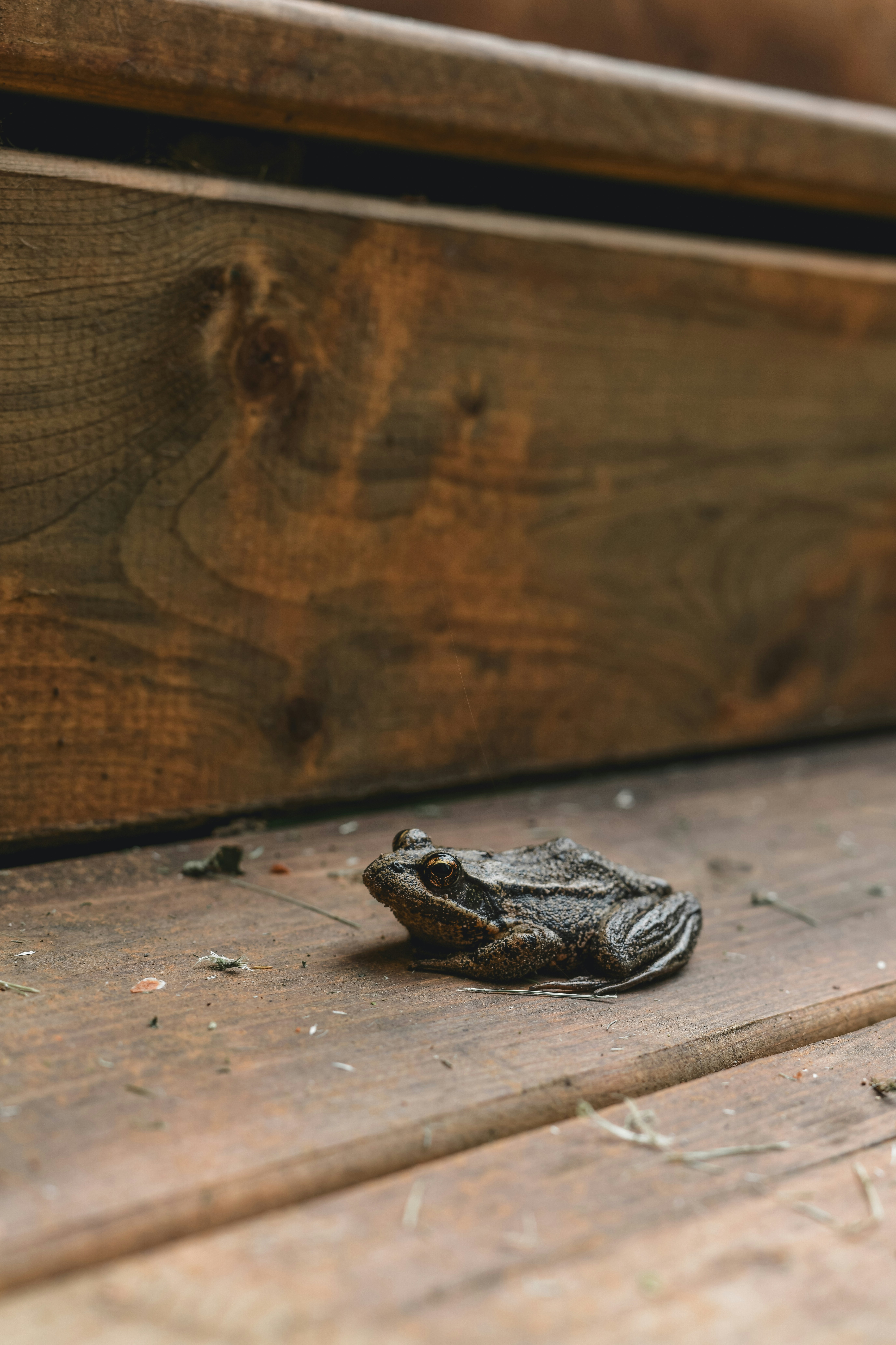 Moss-dusted Croaker on a Wooden Stage