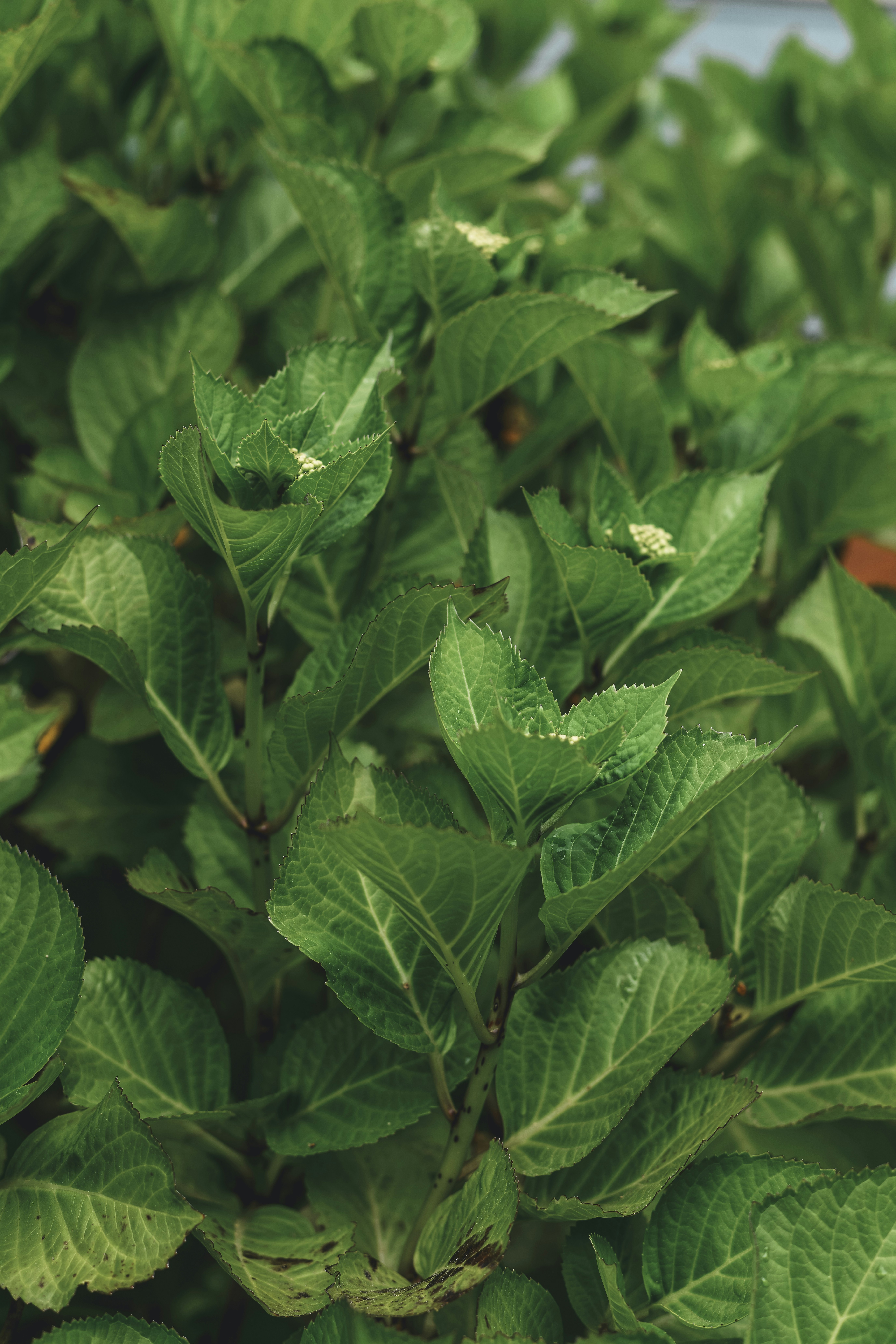 Emerald Canopy: Close-Up of Verdant Hydrangea Foliage