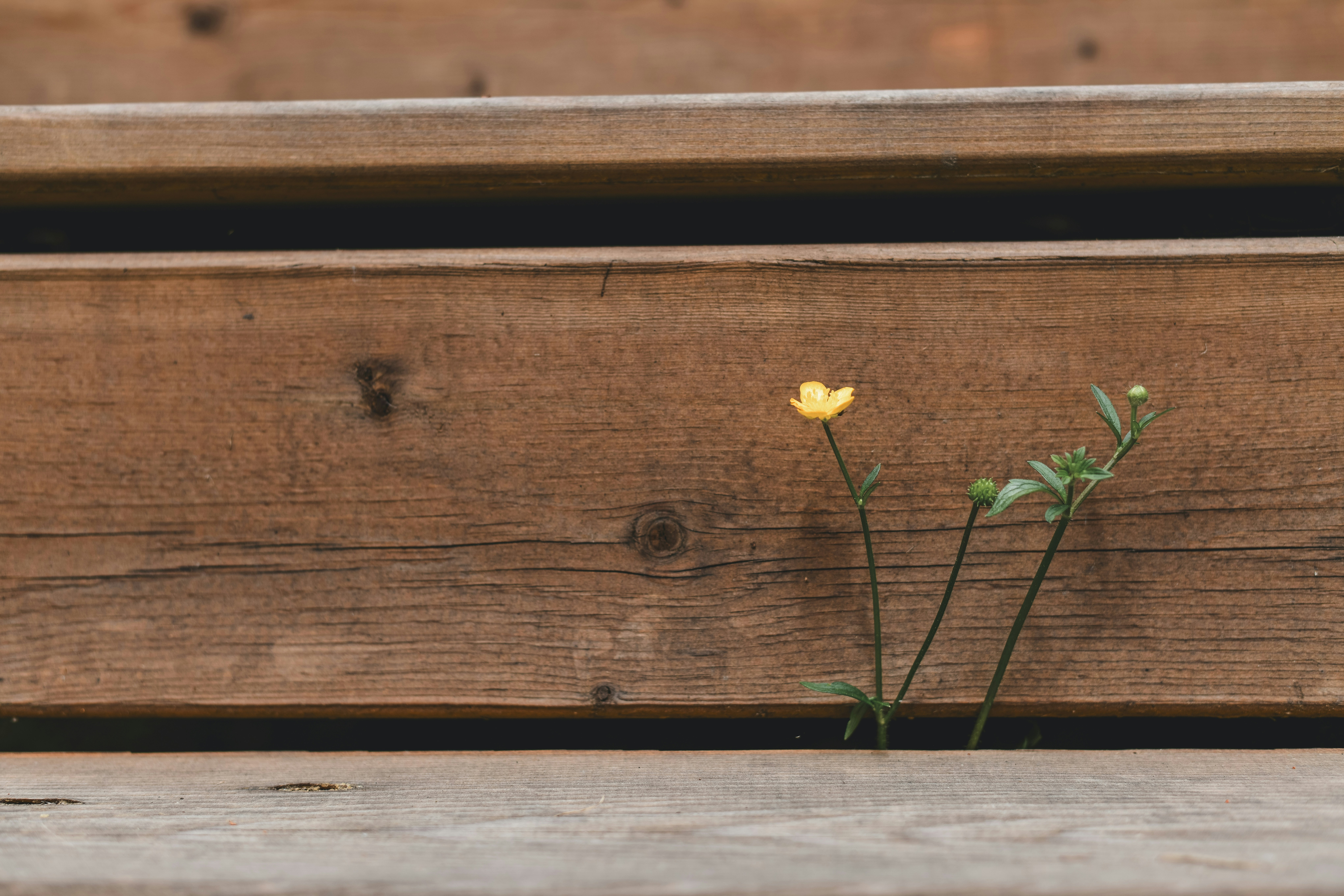 A single yellow bloom amid weathered steps
